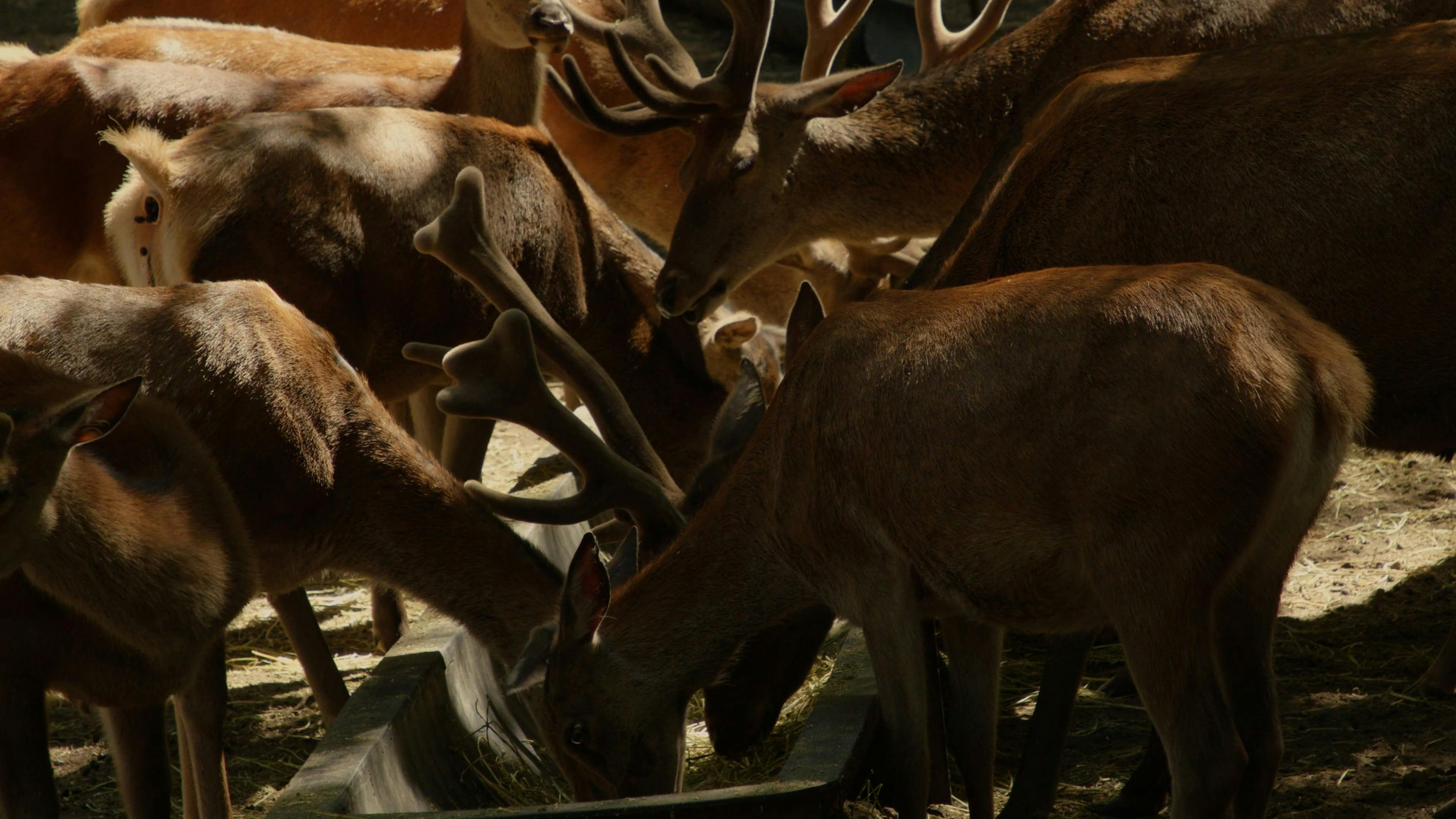 Deer being Fed Free Stock Video Footage, Royalty-Free 4K & HD Video Clip