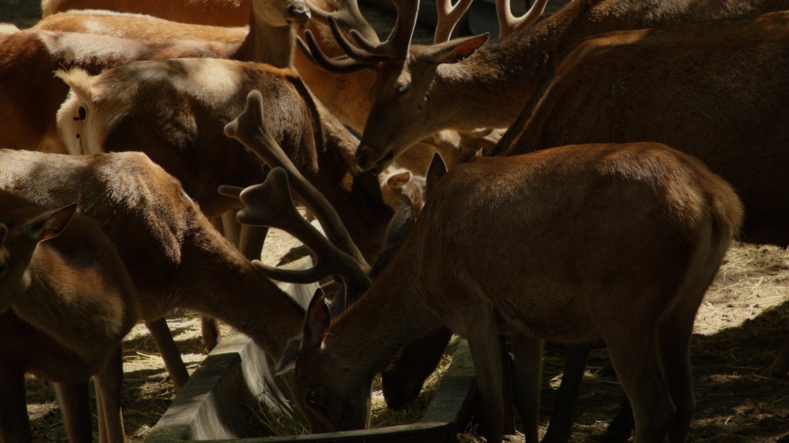 Tiger Eating Deer Videos, Download The BEST Free 4k Stock Video Footage ...