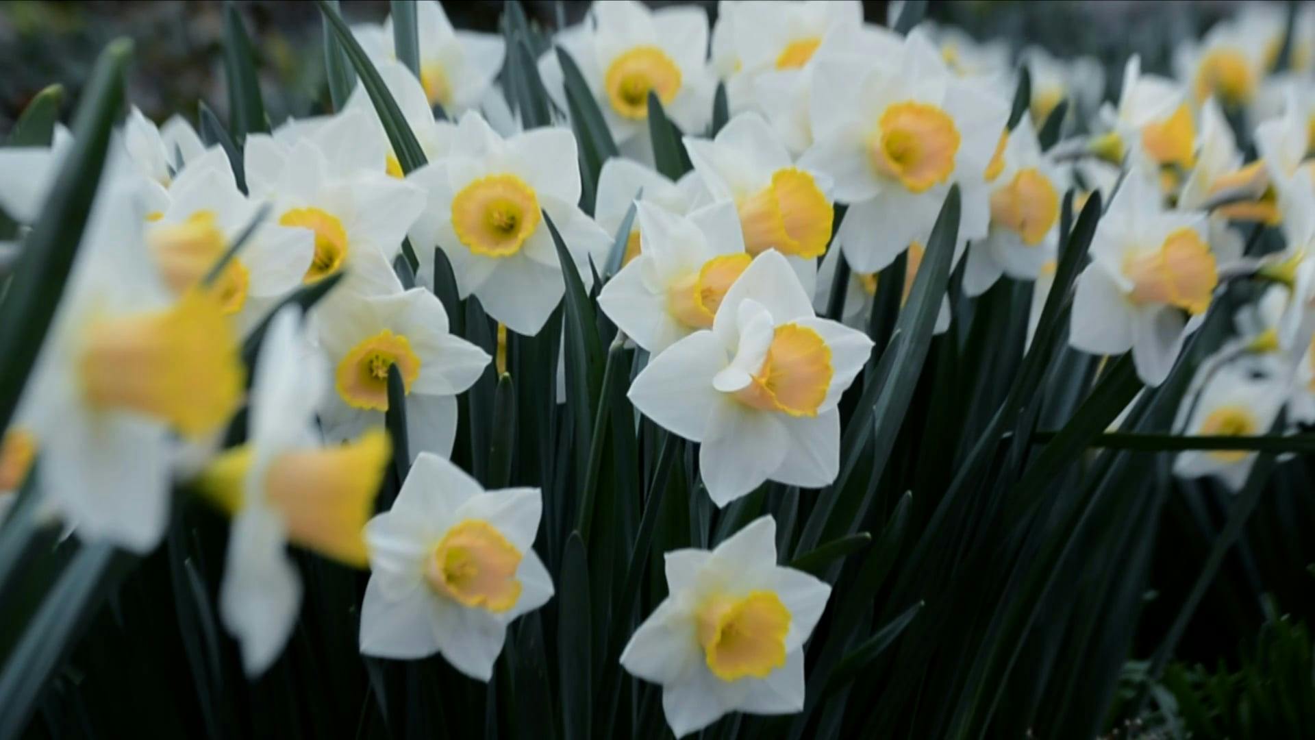 Daffodils Swaying in Wind · Free Stock Video