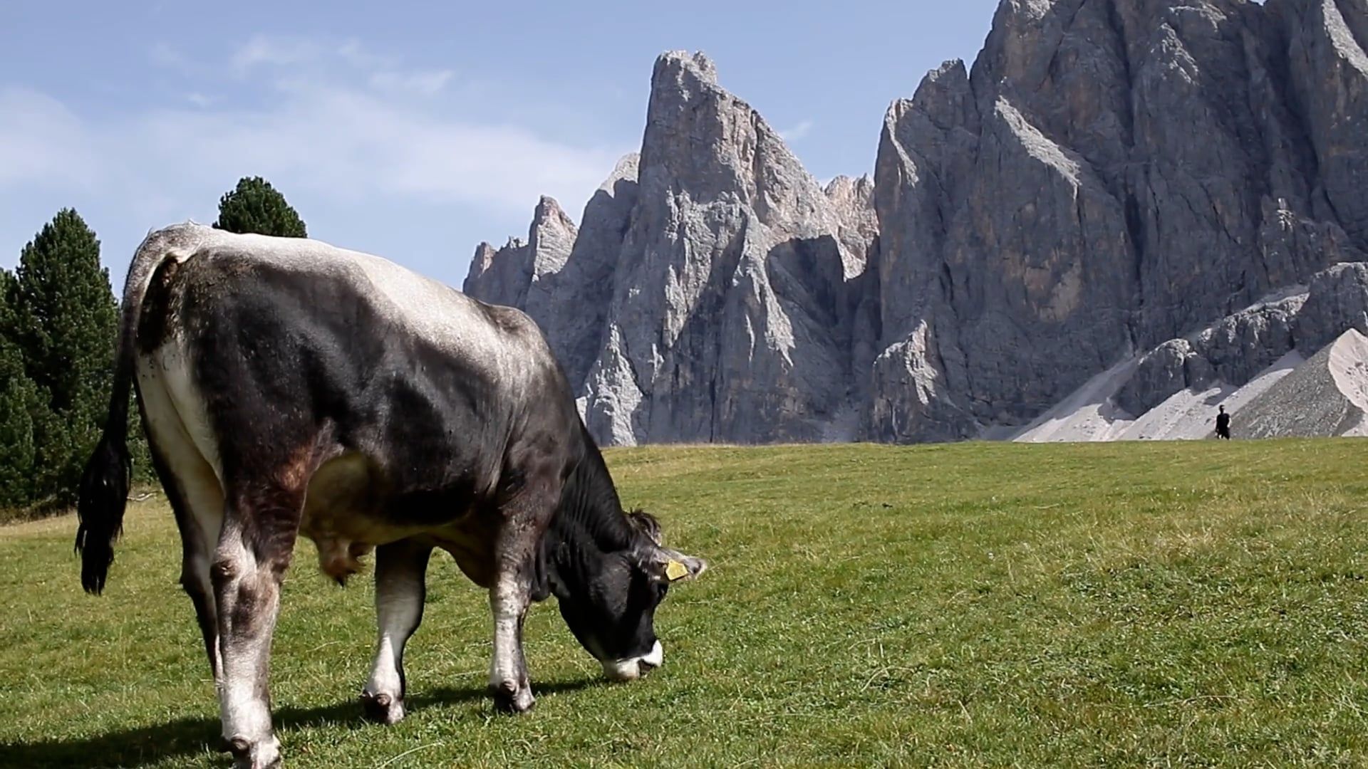 A Hornless Bull Grazing near Dolomite Mountains in Italy Free Stock ...