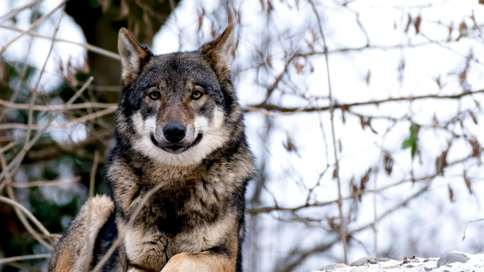 Wolf Looking Around · Free Stock Video