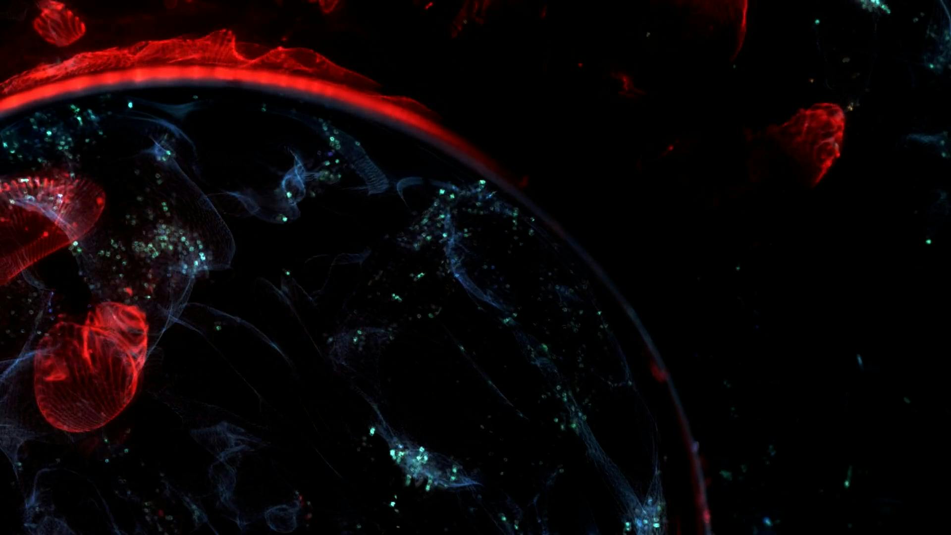 Red And Black Animated Backgrounds Videos, Download The BEST Free 4k ...