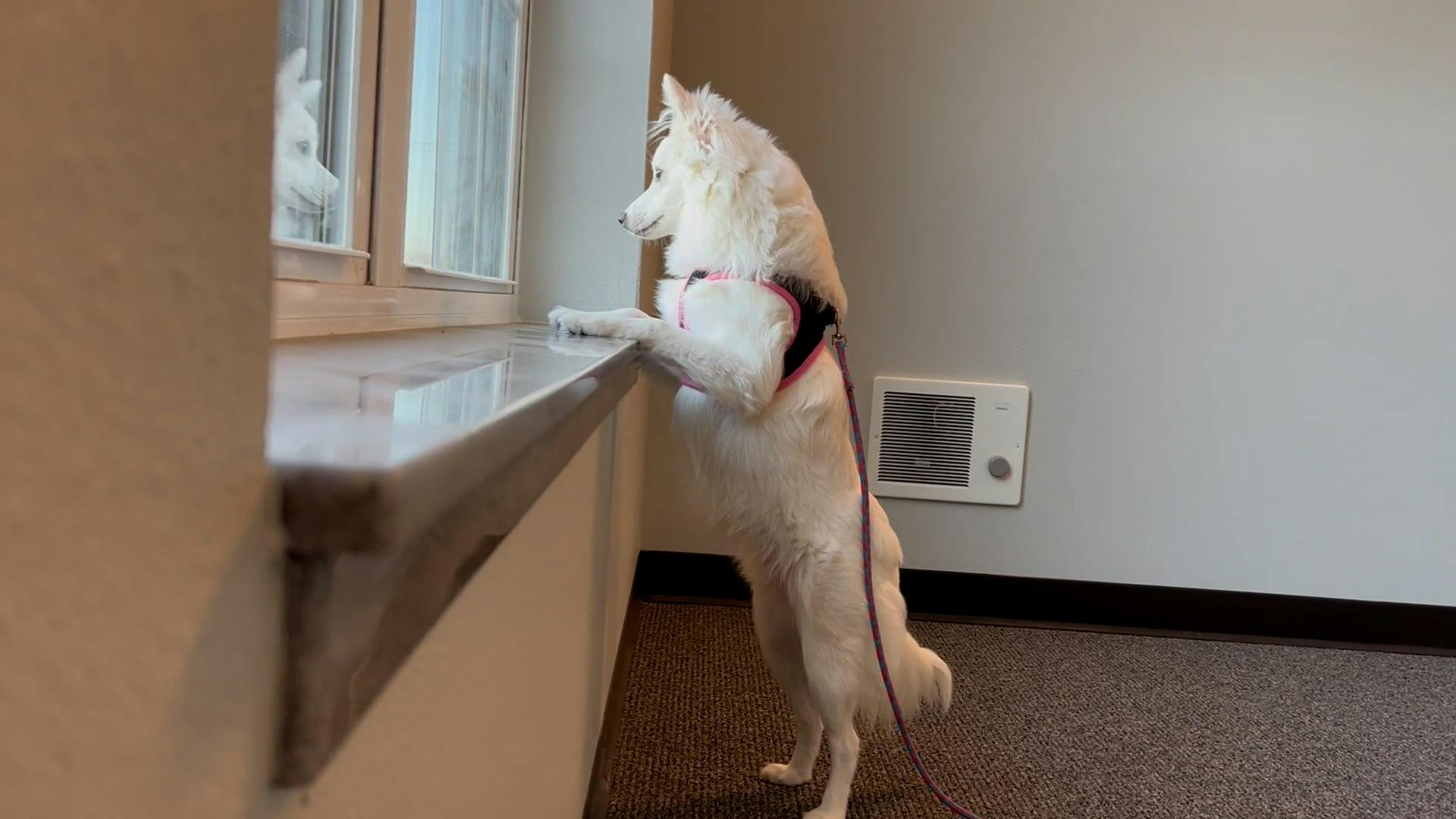American Eskimo Dog Looking through Window Free Stock Video Footage ...