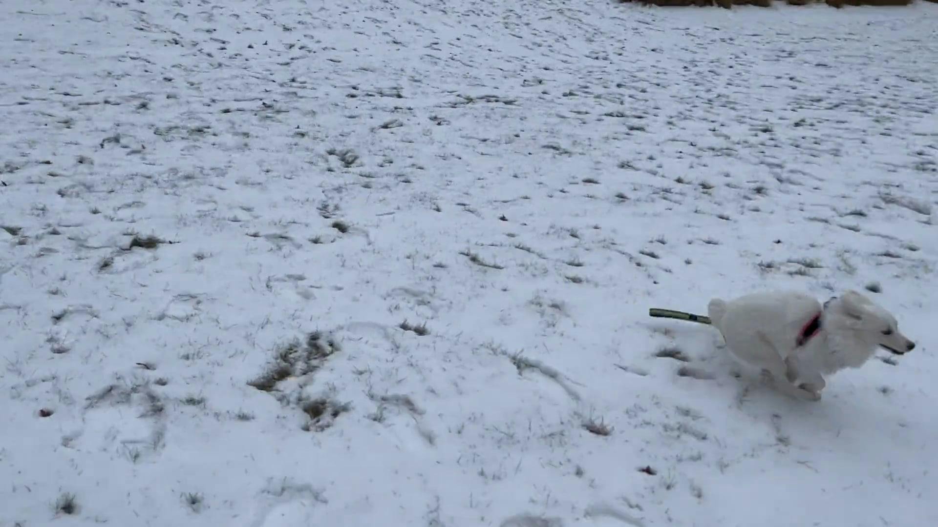 American Eskimo Dog Running on Snow Free Stock Video Footage, Royalty ...