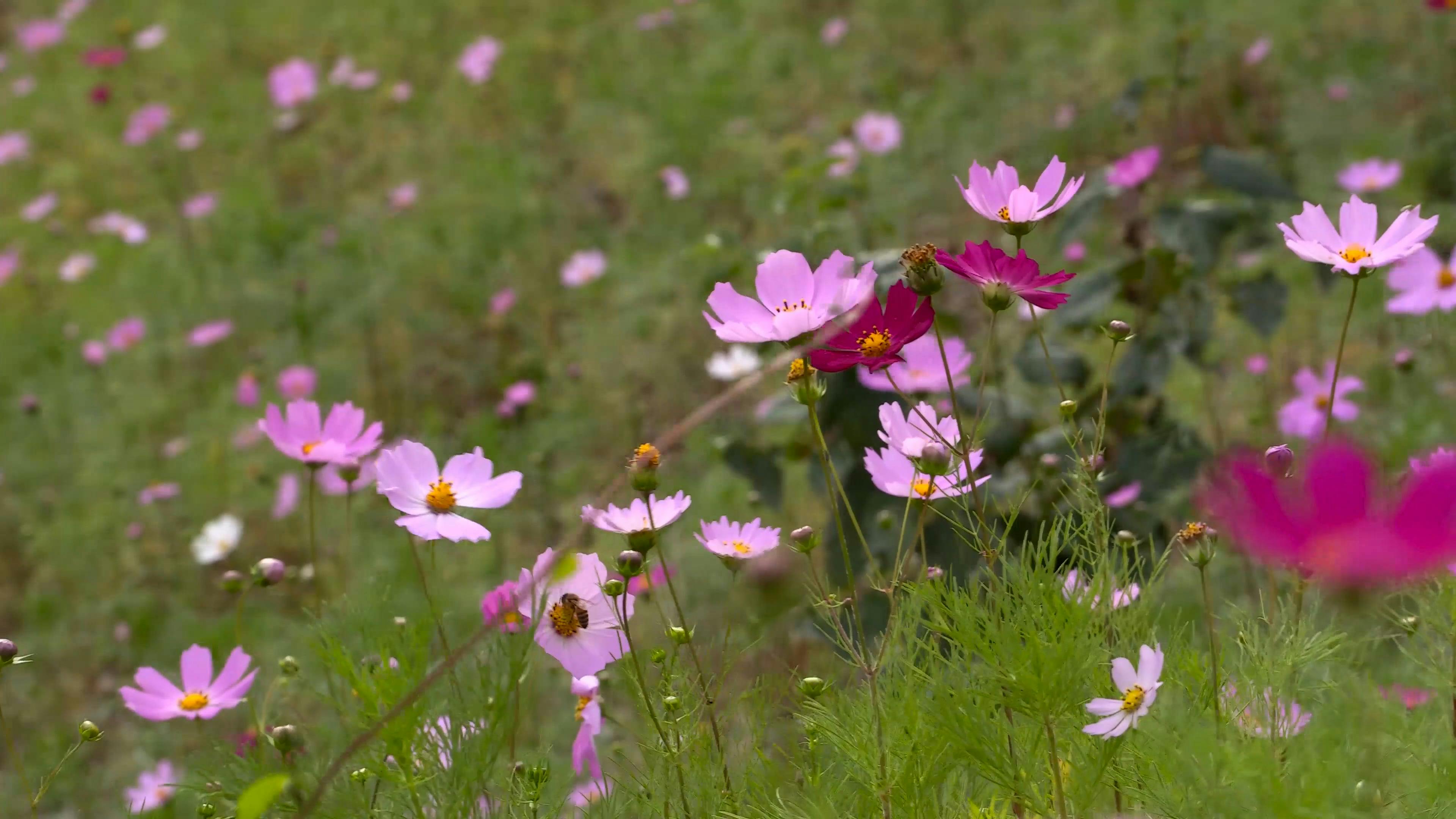 Flowers Waving on Wind Free Stock Video Footage, Royalty-Free 4K & HD ...