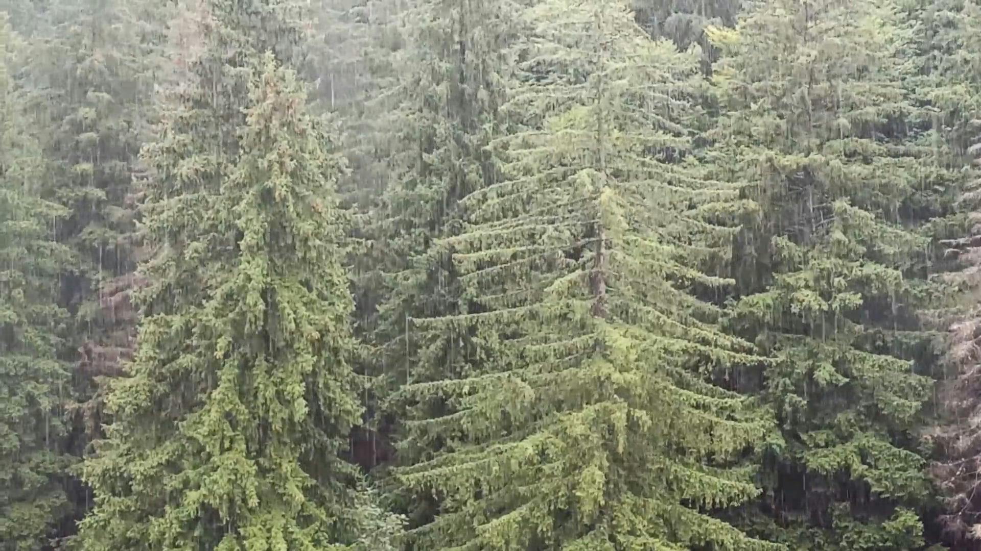 Rain over Coniferous Forest Free Stock Video Footage, Royalty-Free 4K ...