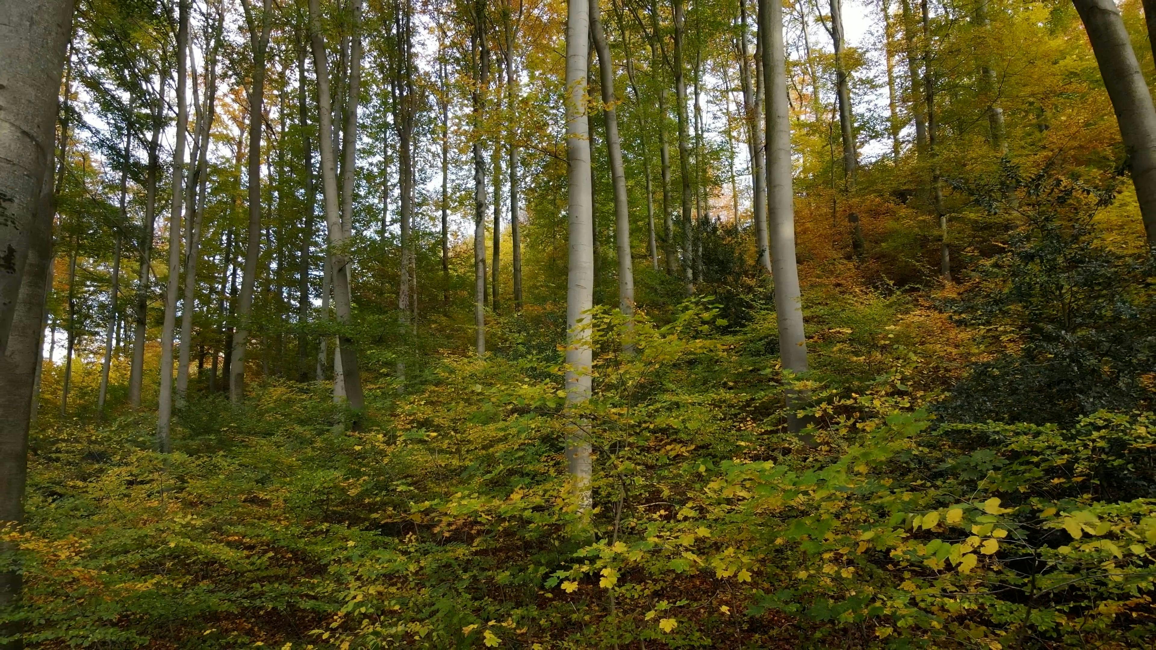 Tall Trees in a Forest Free Stock Video Footage, Royalty-Free 4K & HD ...