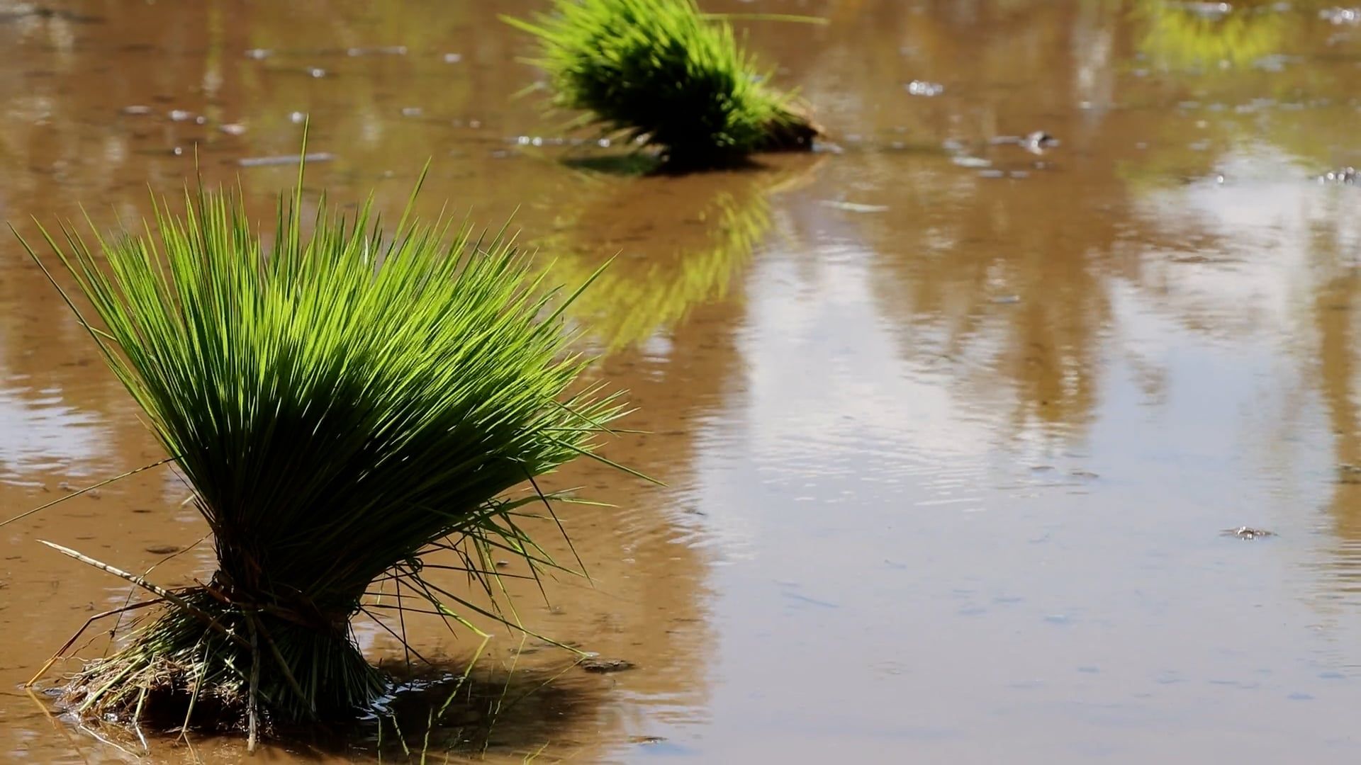 People Working on Rice Crops Free Stock Video Footage, Royalty-Free 4K ...