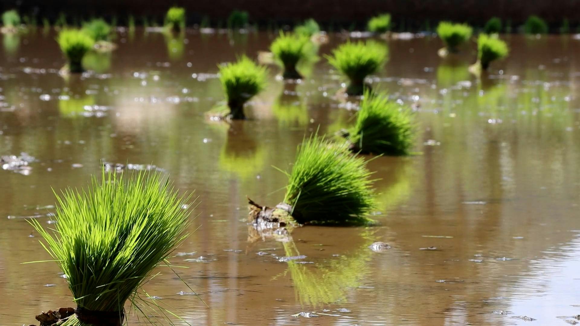 Close up on Rice Crops Free Stock Video Footage, Royalty-Free 4K & HD ...