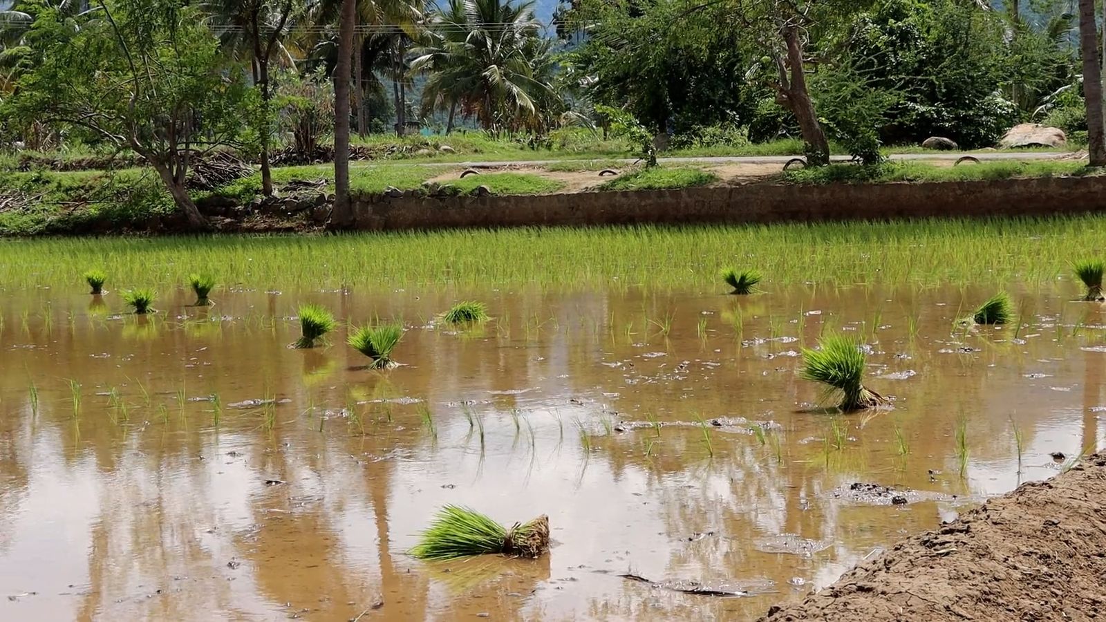 Rice Crops Videos, Download The BEST Free 4k Stock Video Footage & Rice ...