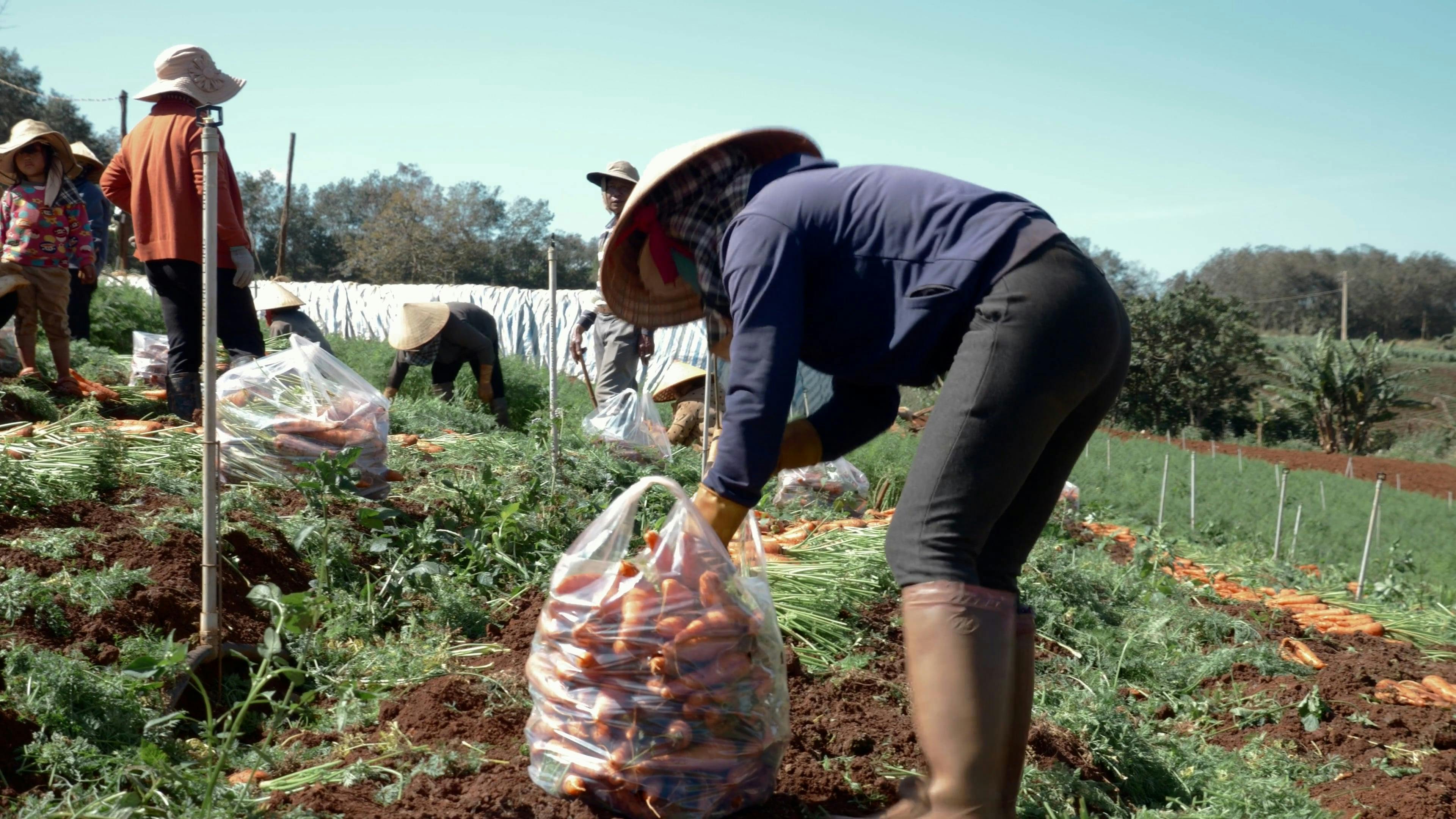 Packed Carrots Videos, Download The BEST Free 4k Stock Video Footage ...