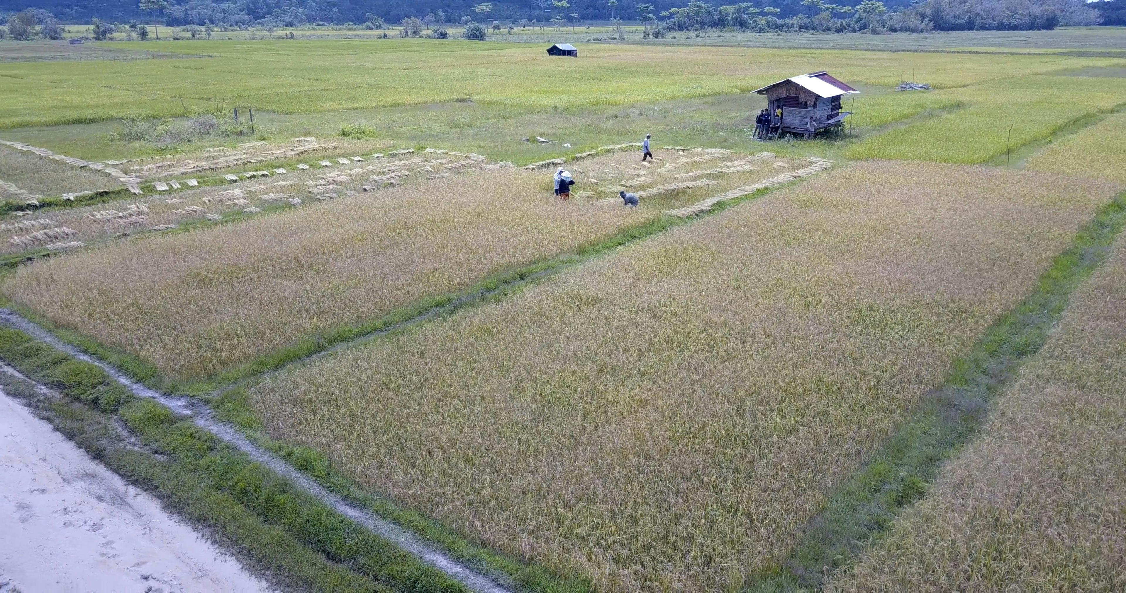 Rice Barn Videos, Download The BEST Free 4k Stock Video Footage & Rice ...