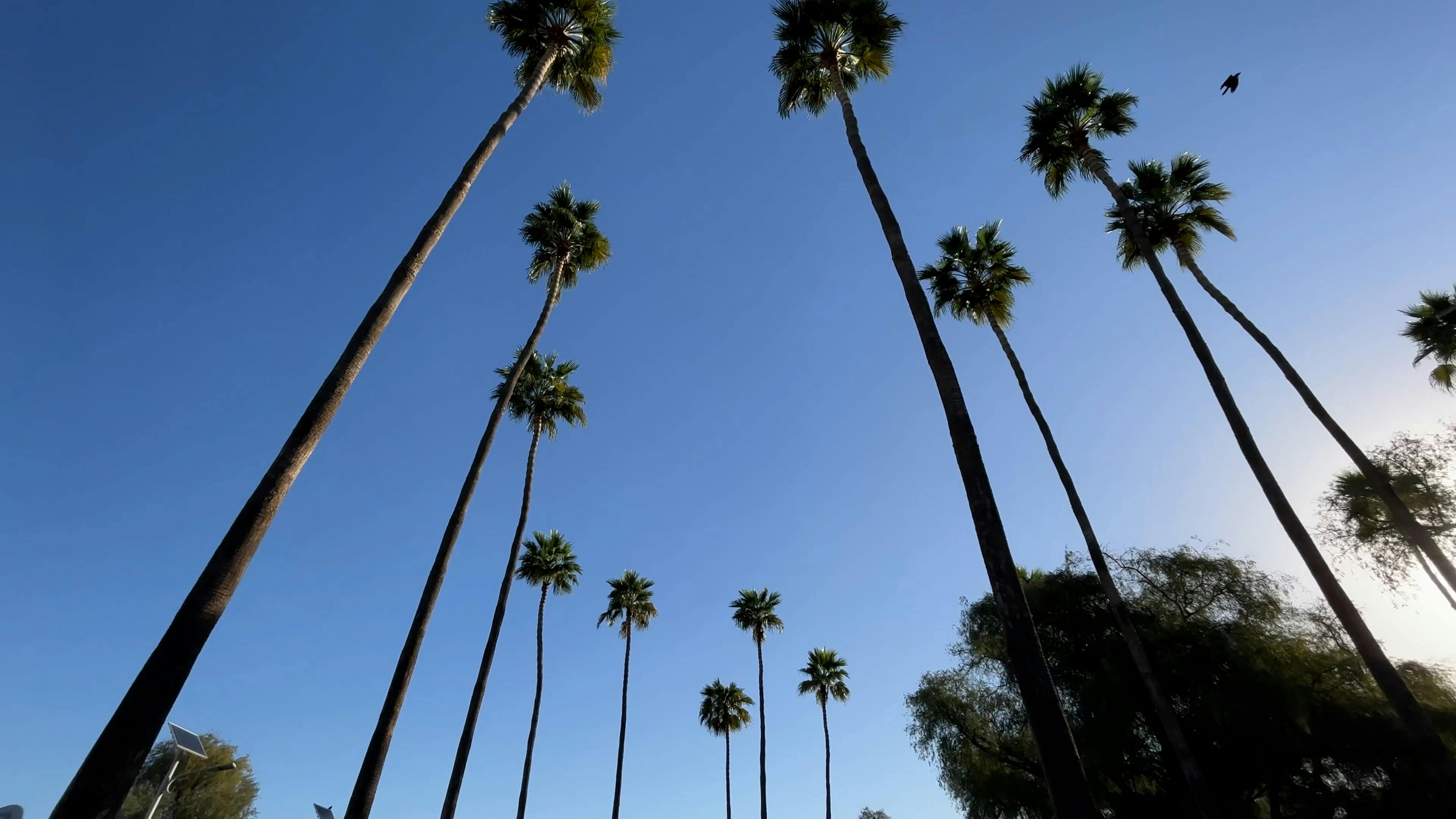 A Low Angle Shot of Trees and Sky Free Stock Video Footage, Royalty ...