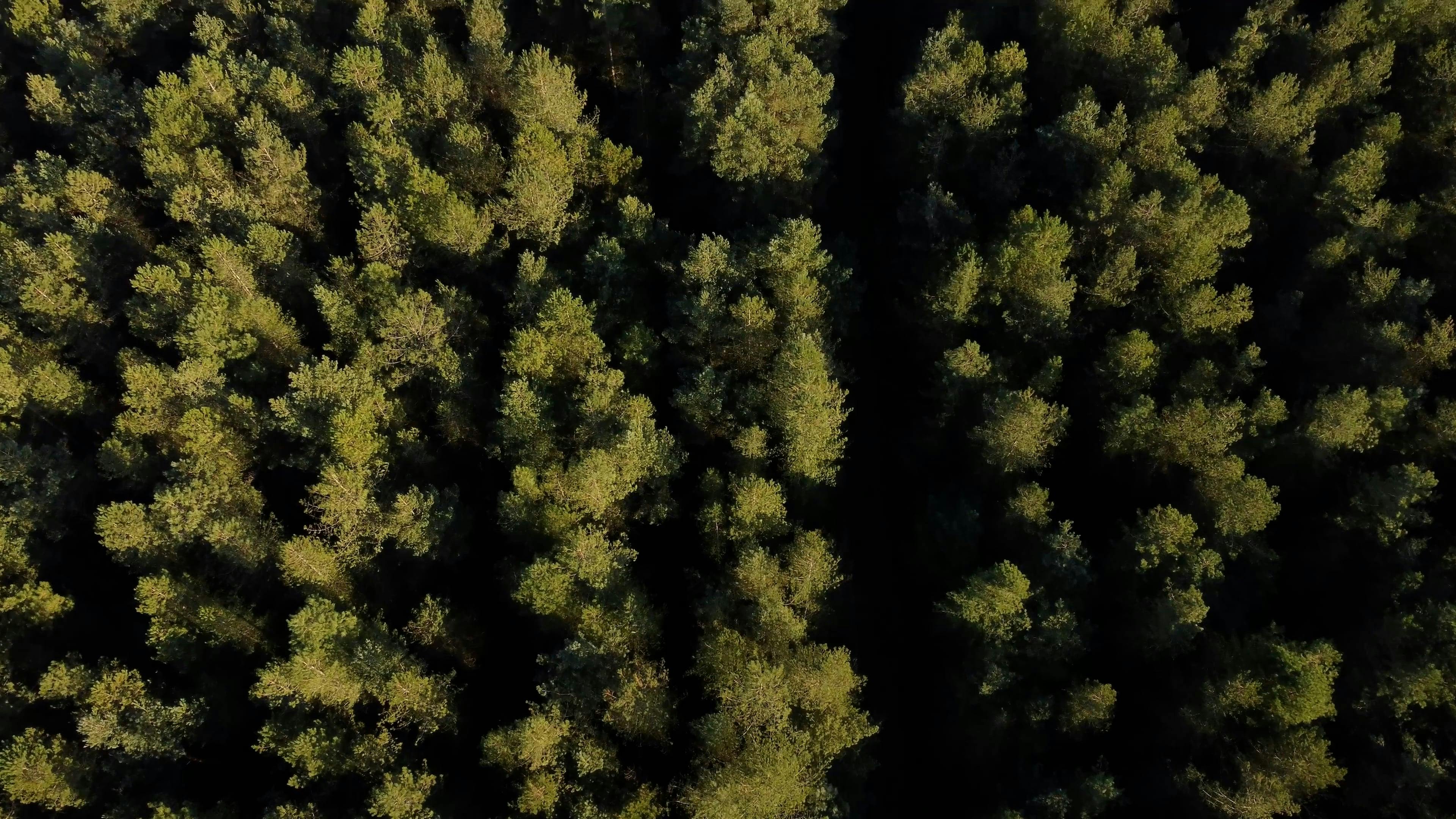 A Road In The Middle Of A Forest · Free Stock Video