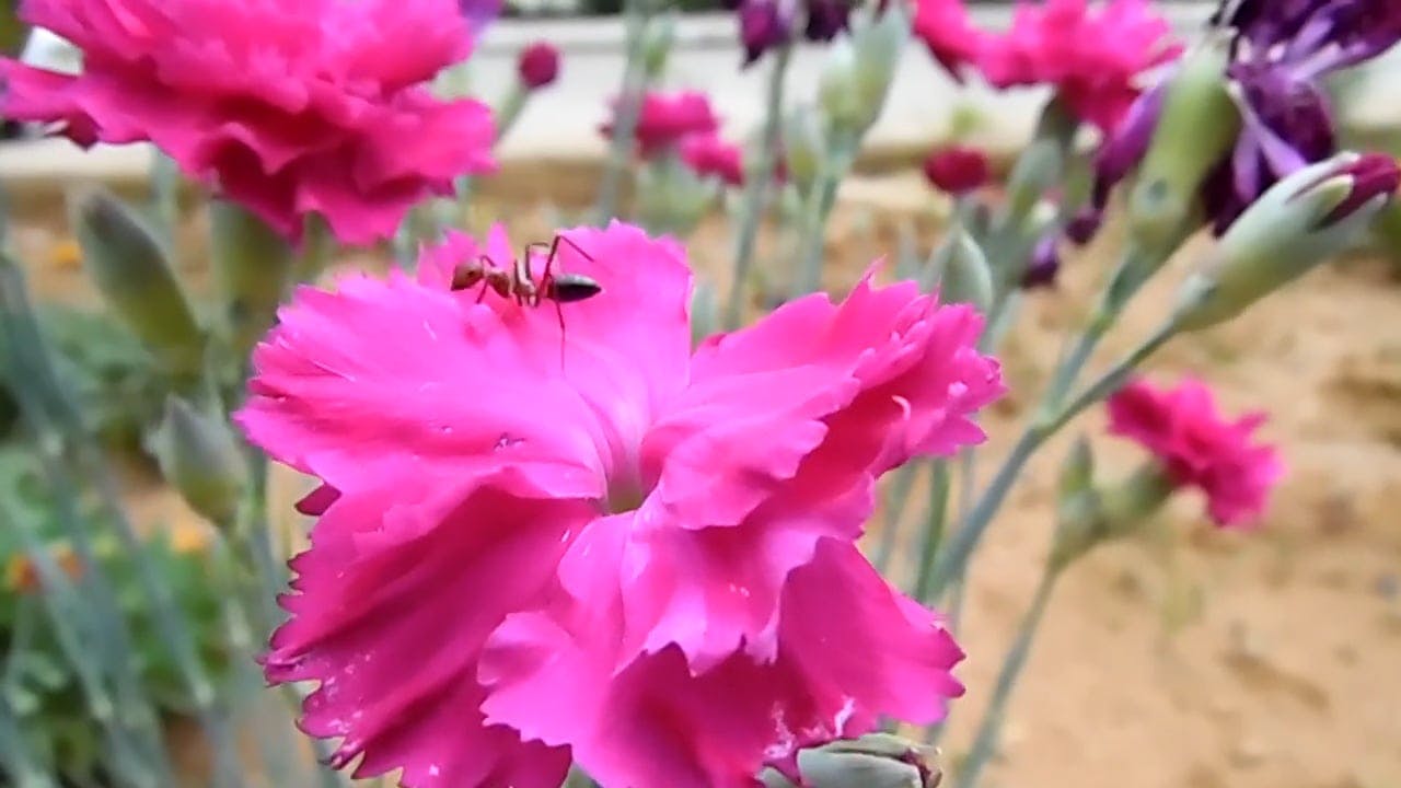 Crawling Flowers Videos, Download The BEST Free 4k Stock Video Footage ...