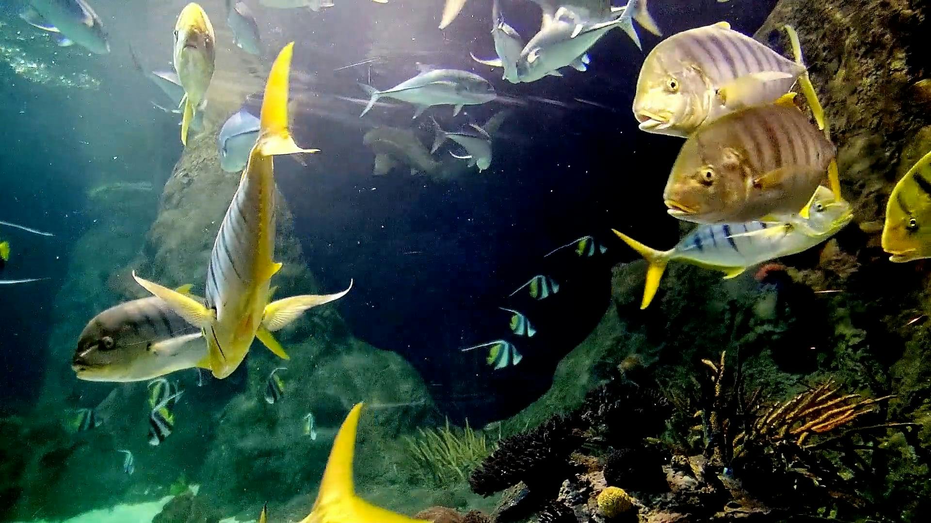 Fish Swimming under Water · Free Stock Video
