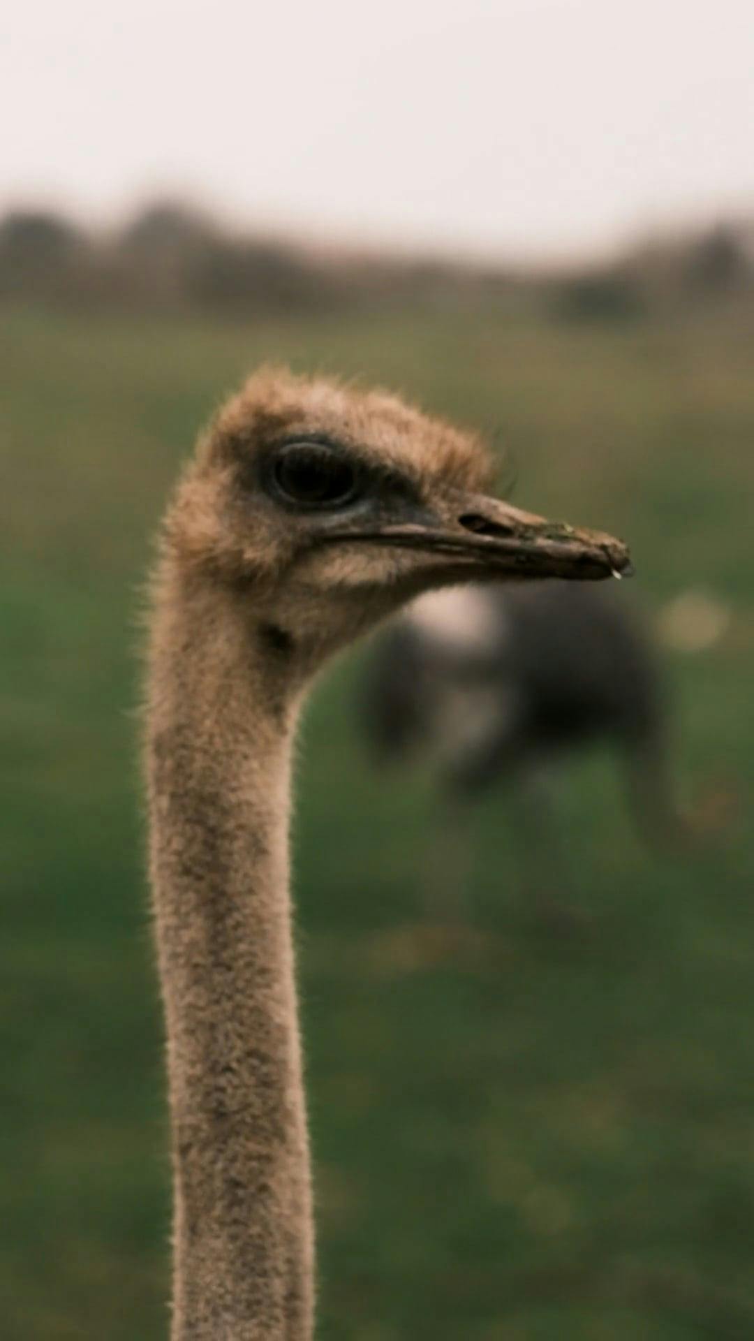 Close up on Ostrich Head · Free Stock Video