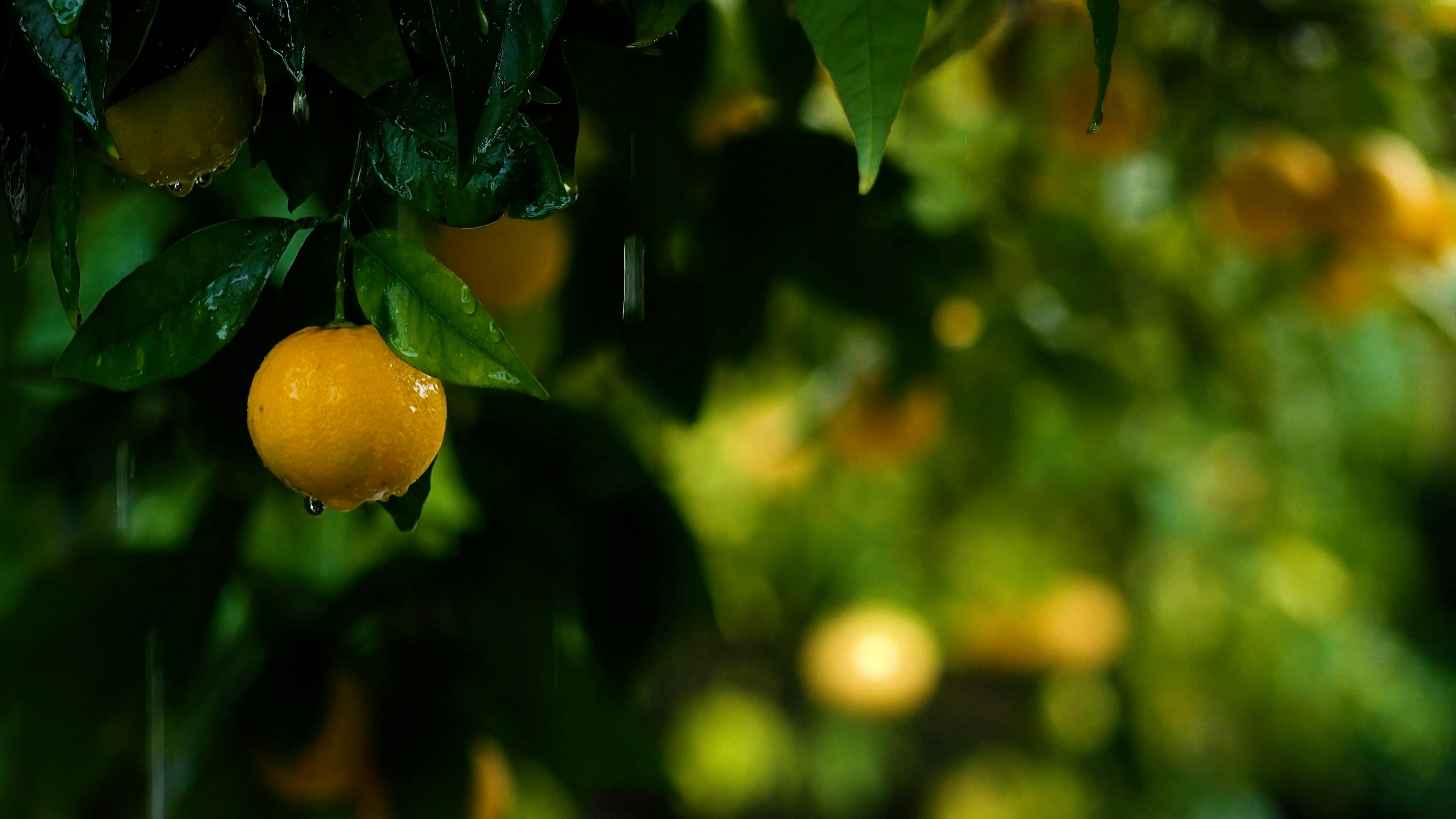 Oranges on a Tree Branch in the Pouring Rain · Free Stock Video