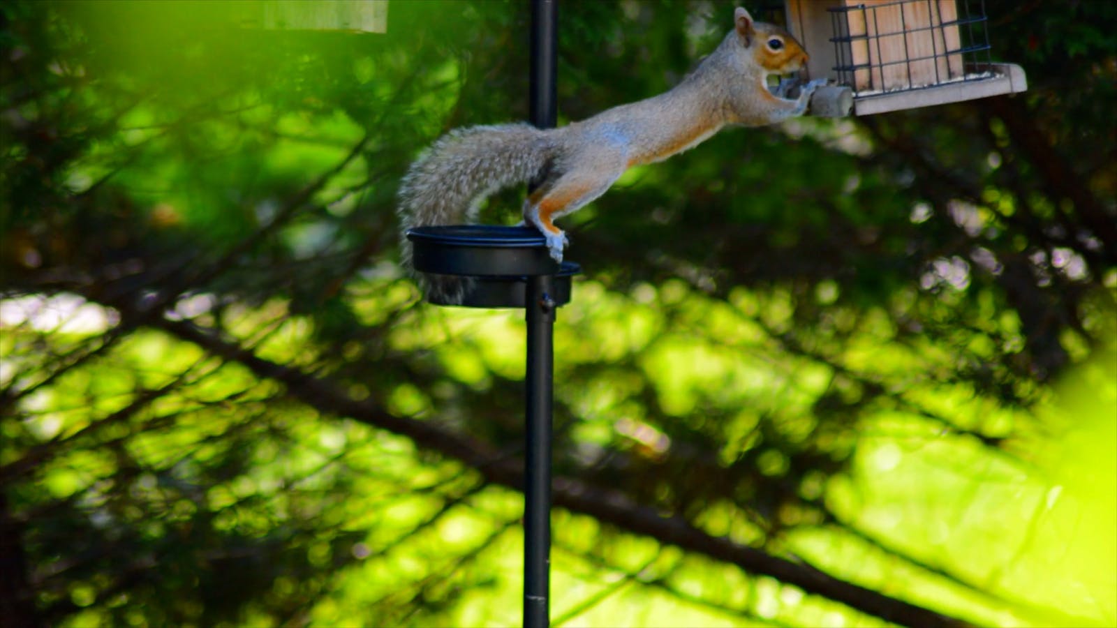 Squirrel Behavior Videos, Download The BEST Free 4k Stock Video Footage ...