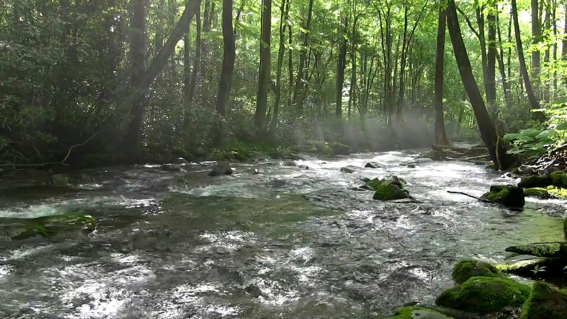 Rock Throwing On The River Shallow Water Free Stock Video Footage ...