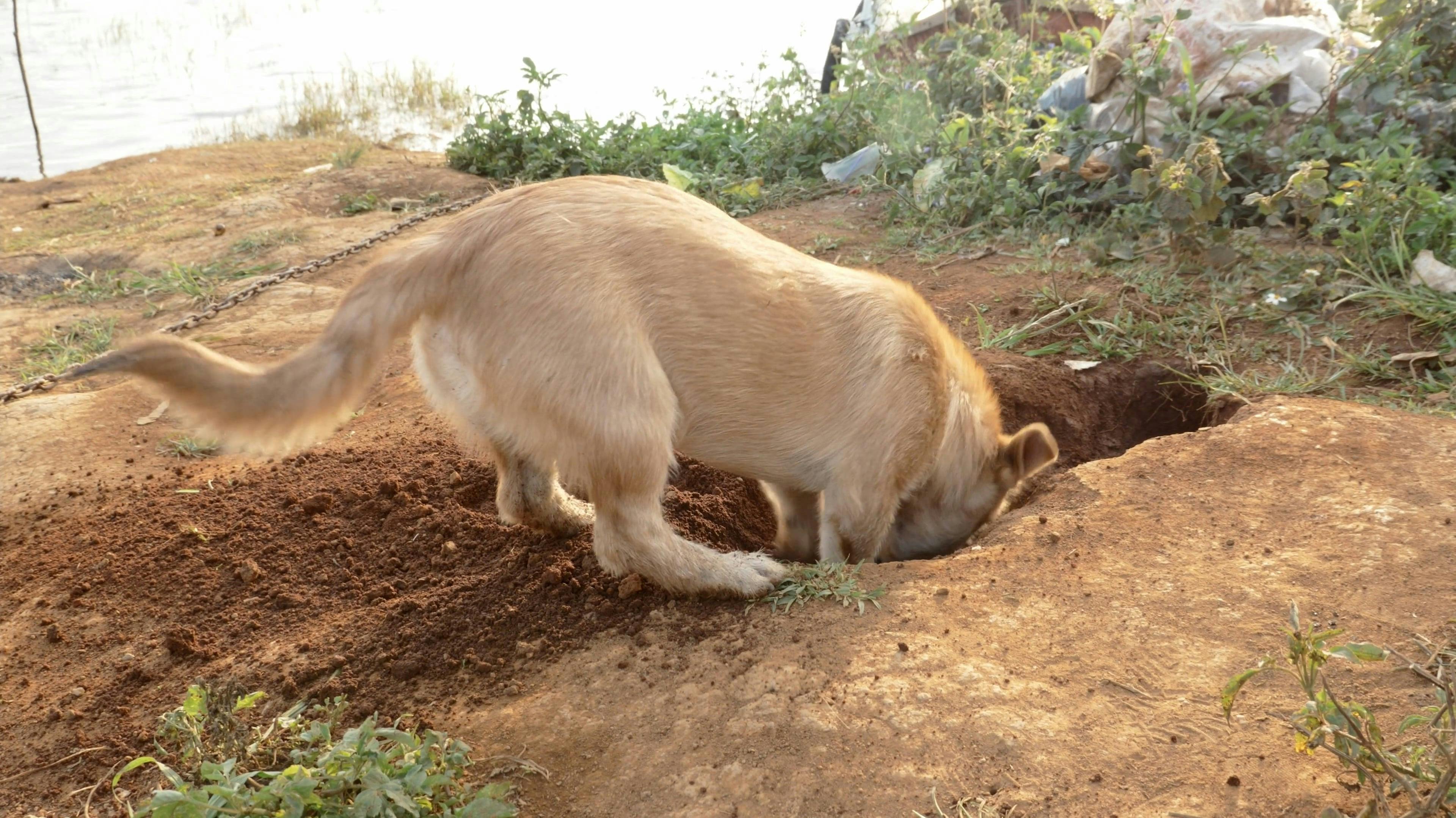 Dogs Digging · Free Stock Video