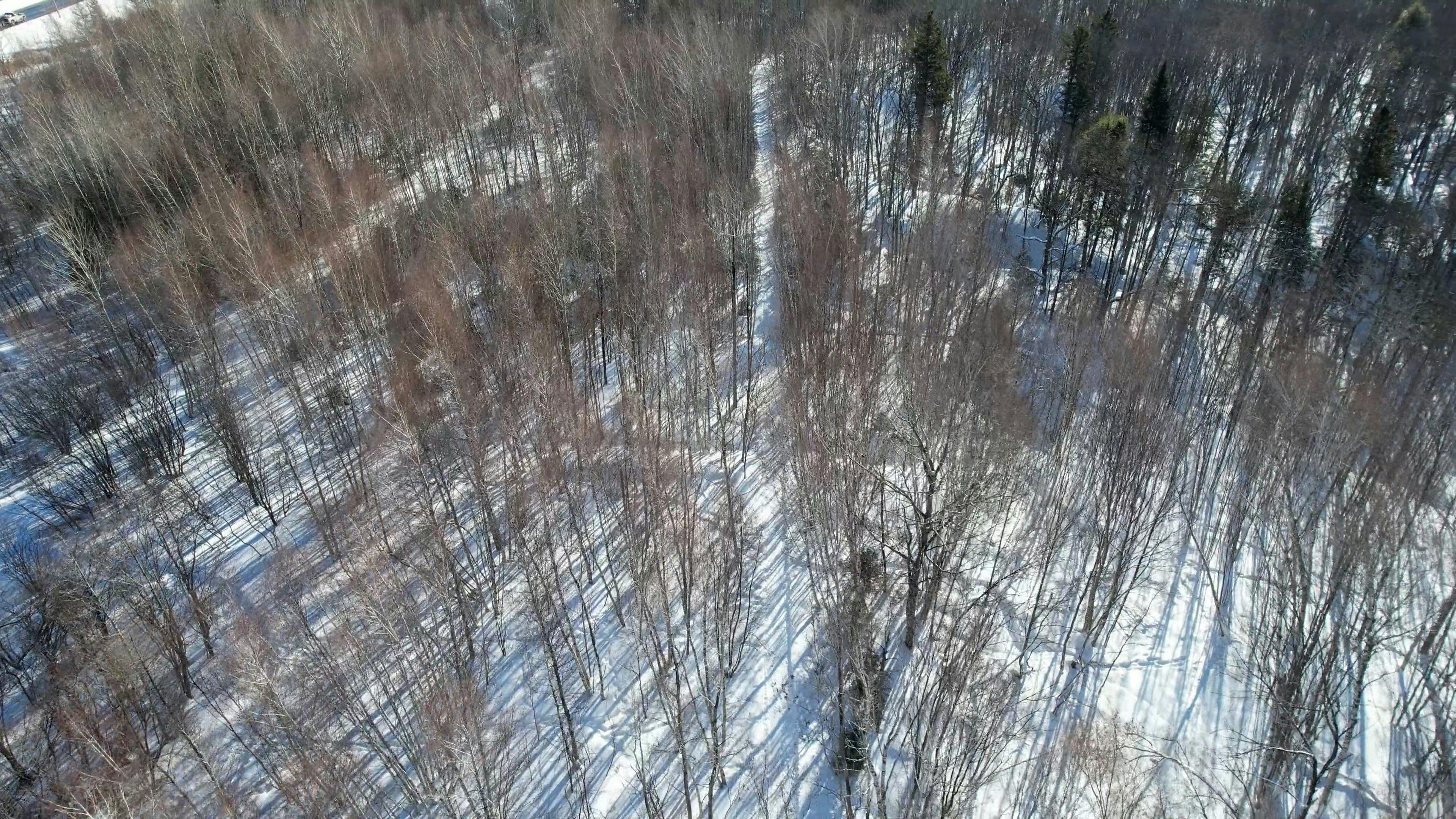 Top View of Forest in Winter Free Stock Video Footage, Royalty-Free 4K ...