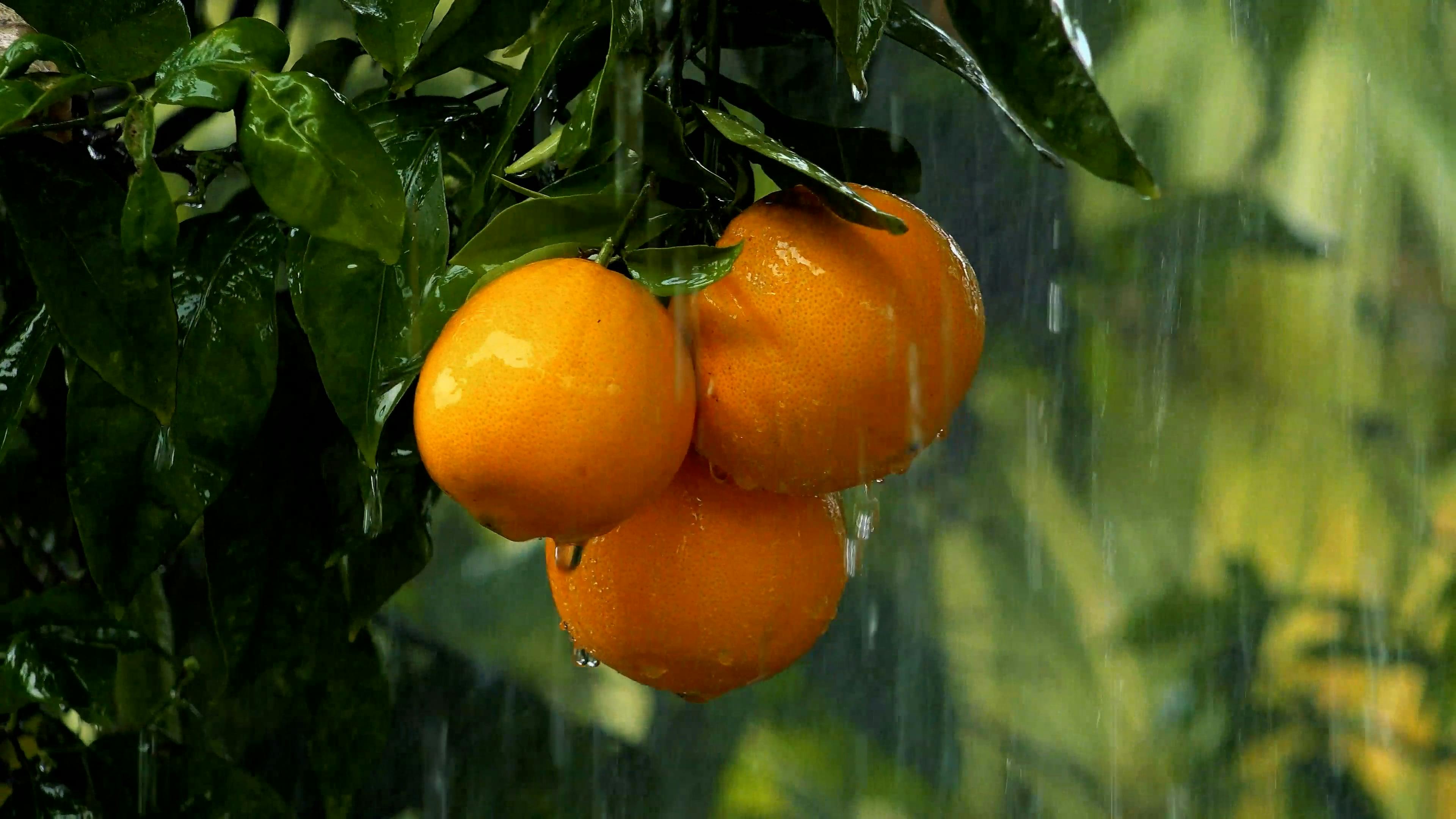 Oranges on a Tree Branch in the Pouring Rain · Free Stock Video
