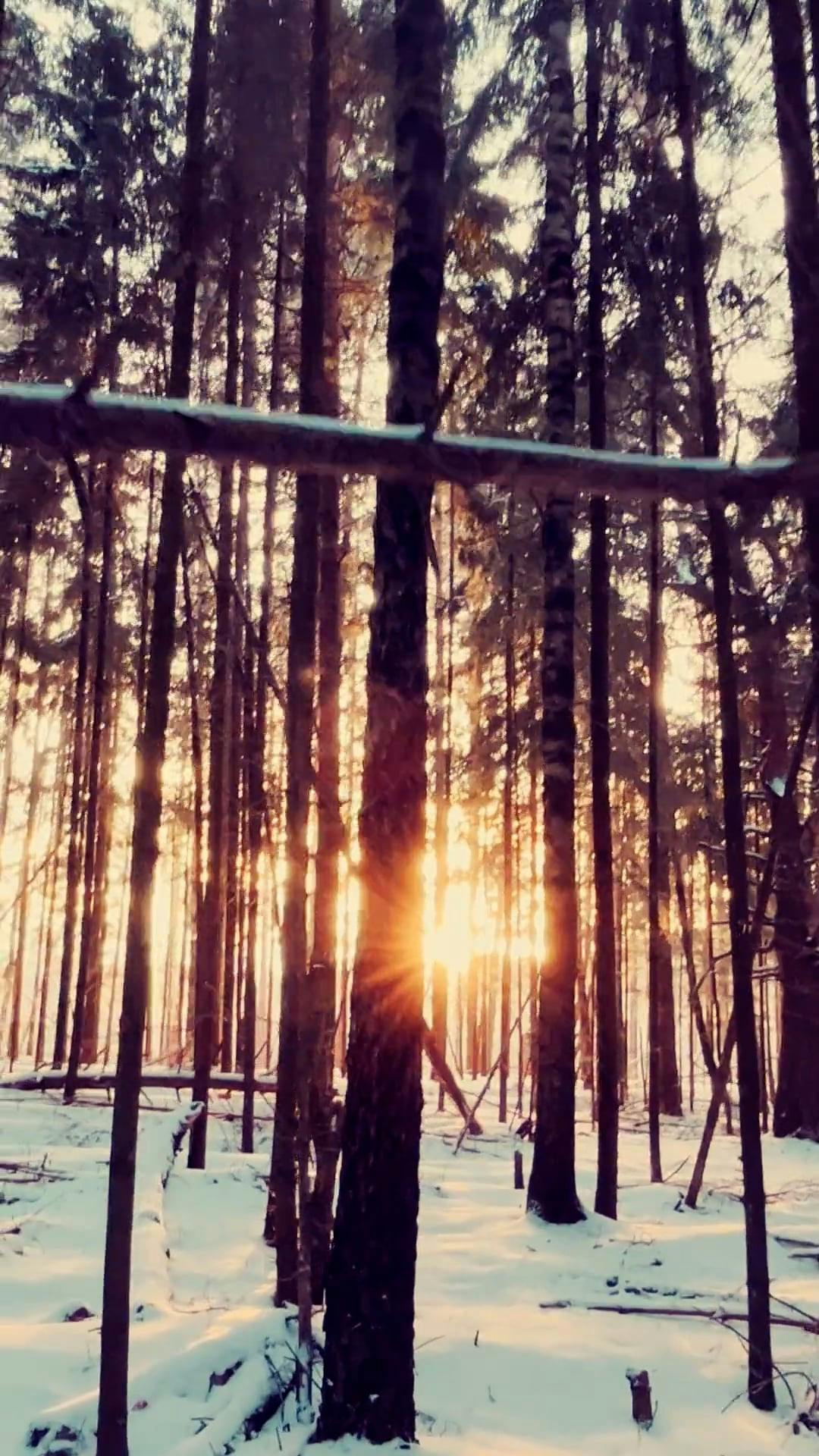 Sunset Sunlight between Trees in Winter Free Stock Video Footage ...