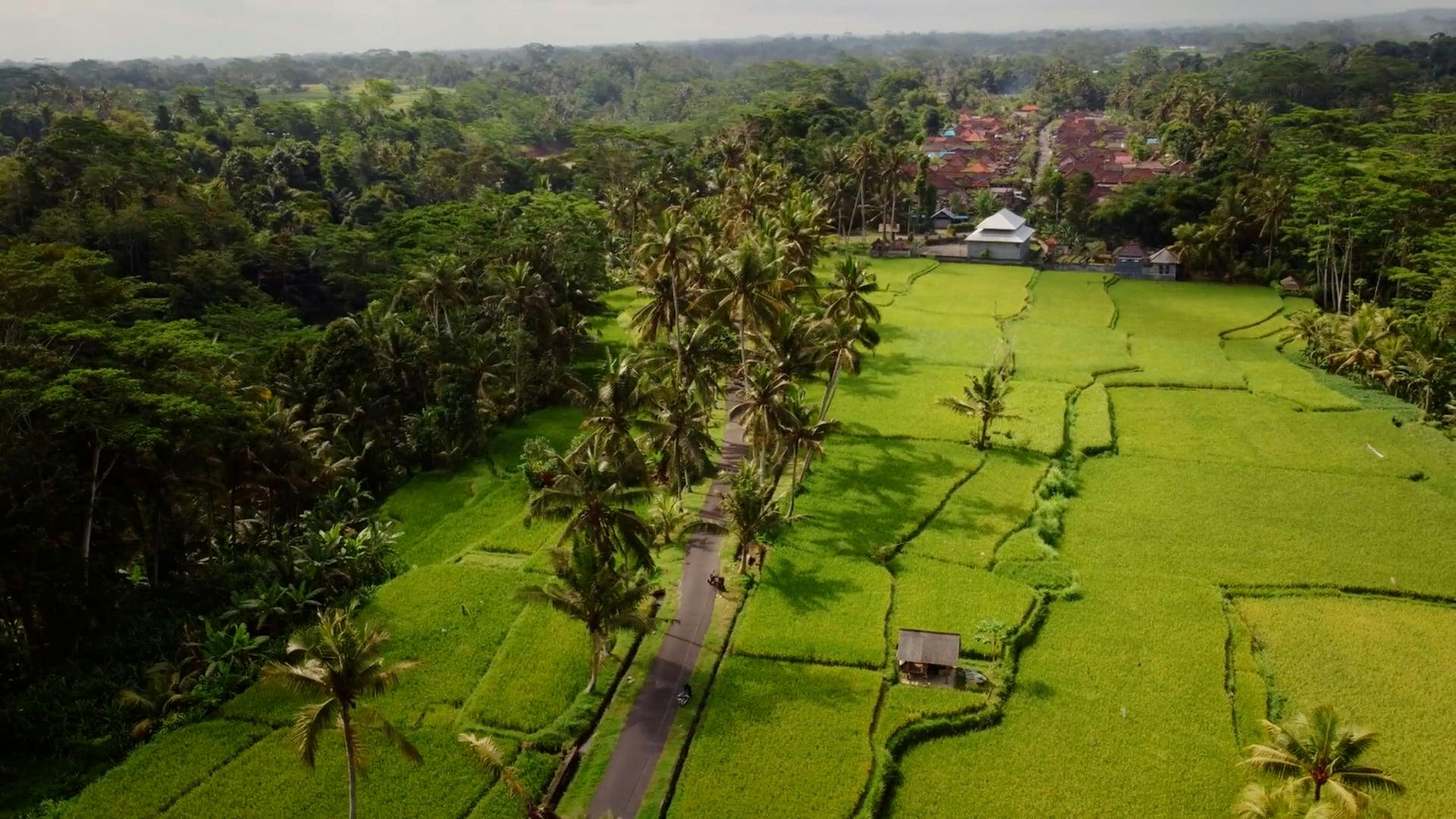 Aerial Landscape of Bali Free Stock Video Footage, Royalty-Free 4K & HD ...
