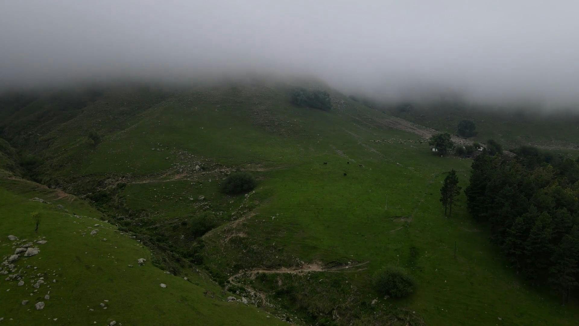 Foggy Forest Free Stock Video Footage, Royalty-Free 4K & HD Video Clip