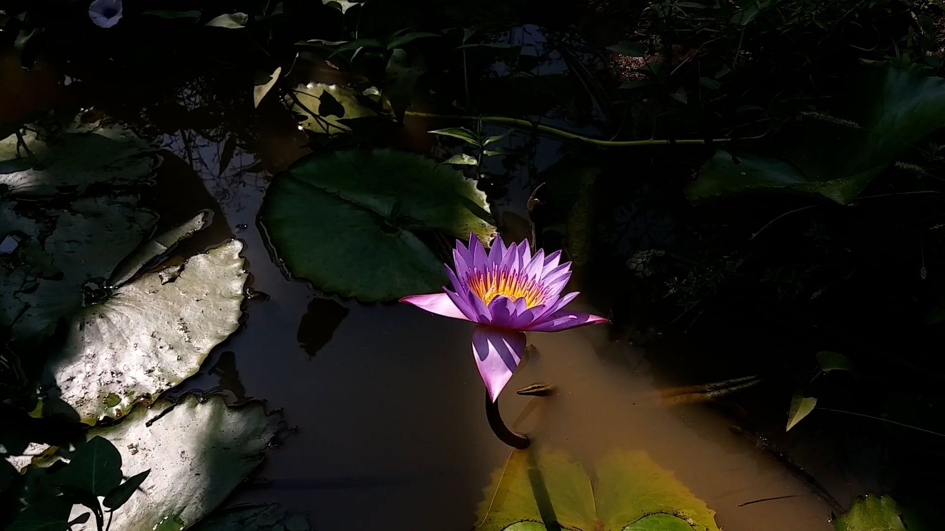 Violet Lily Videos, Download The BEST Free 4k Stock Video Footage ...