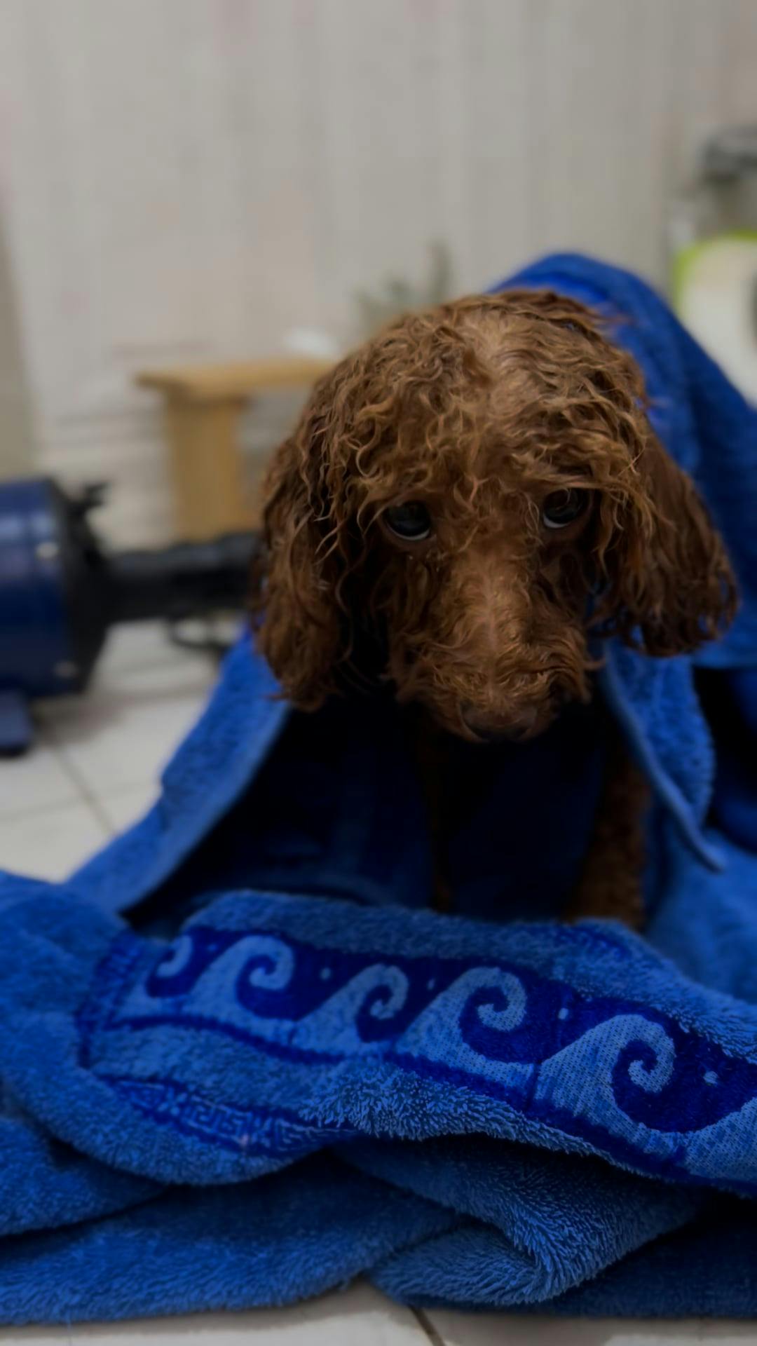 Close up on Shaking Dog under Blanket Free Stock Video Footage, Royalty ...