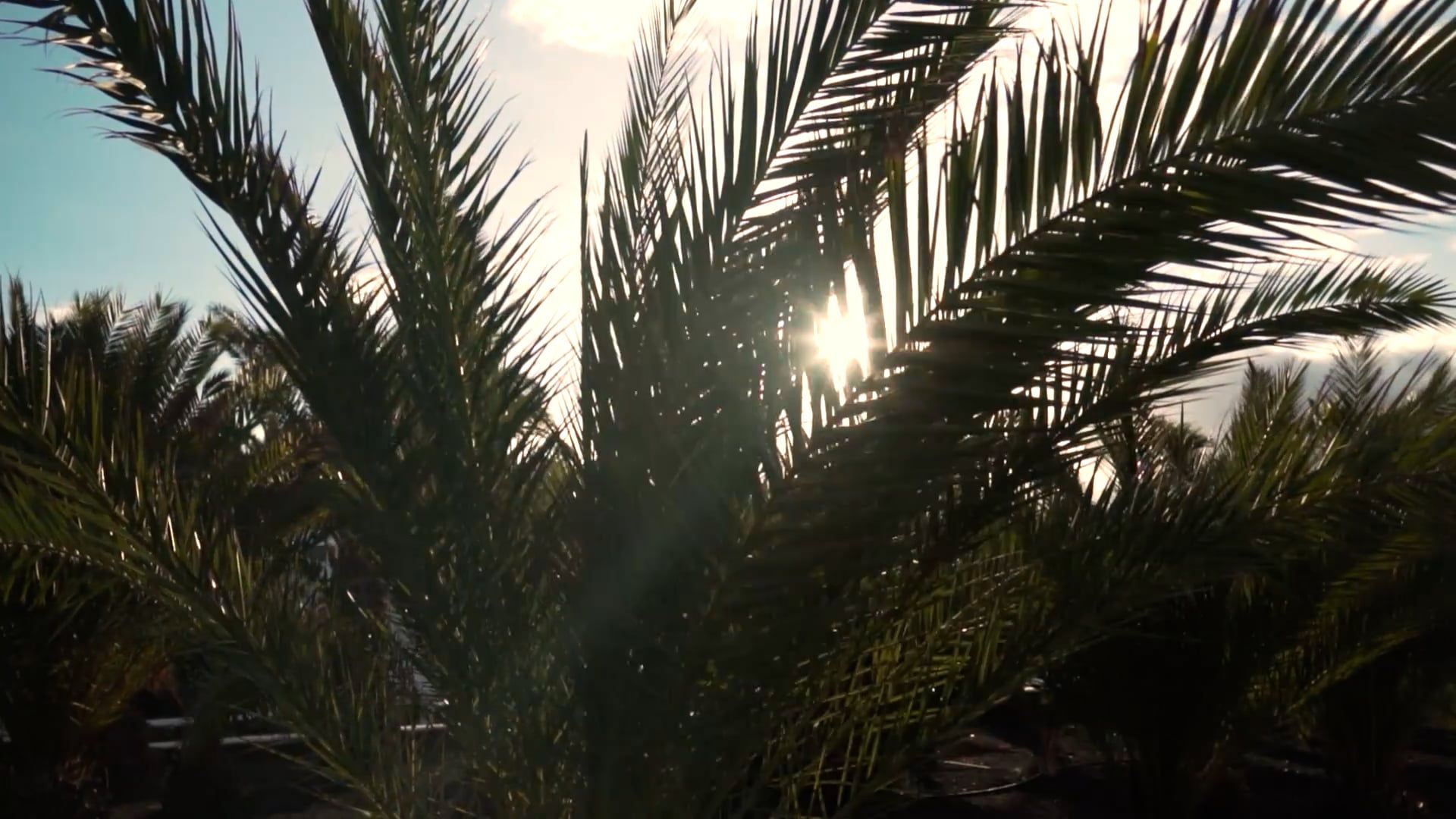 Tree Leaves Shades The Ray Of The Sun Free Stock Video Footage, Royalty ...