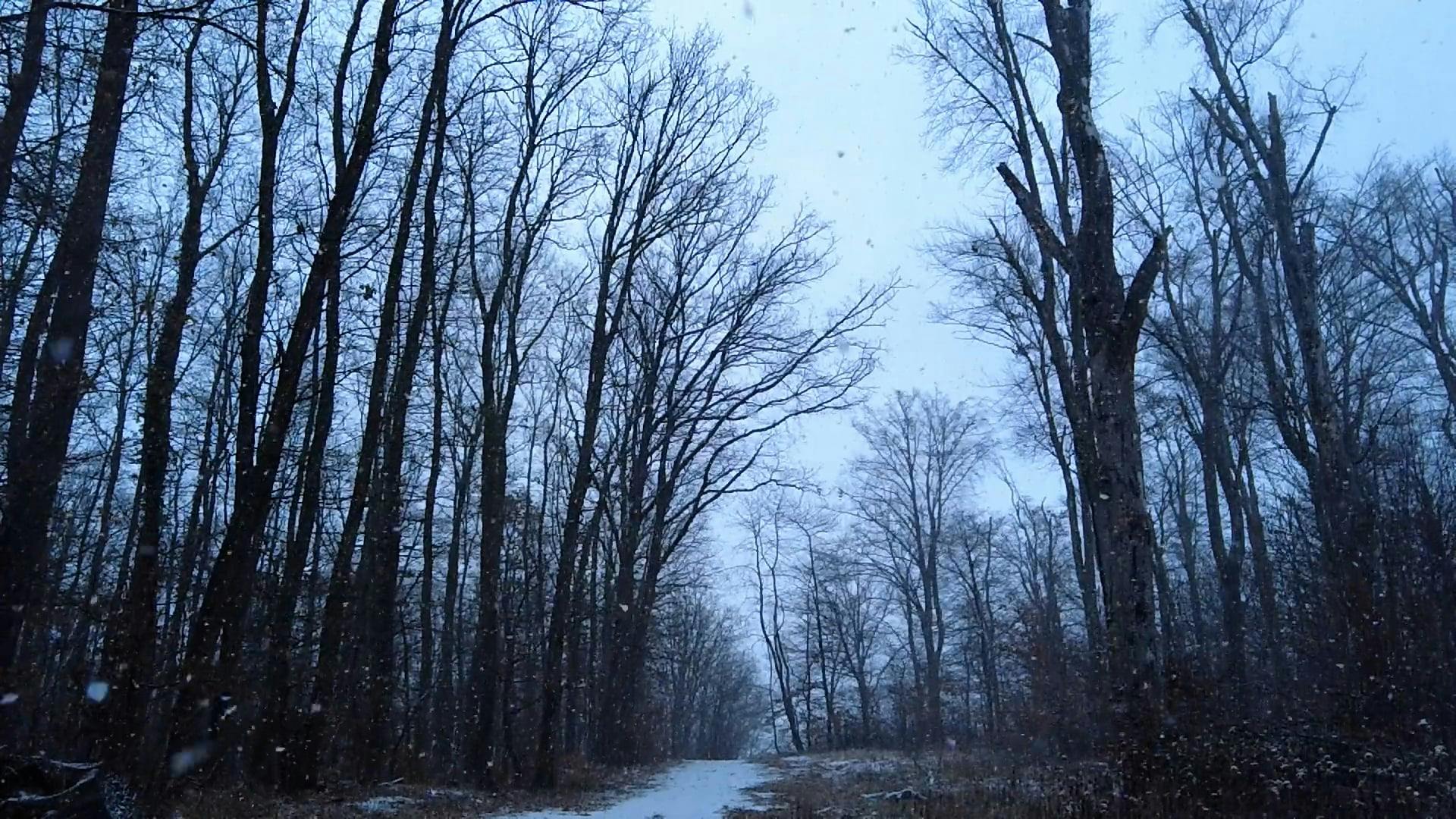 Snow Falling in Slow Motion in a Winter Forest Free Stock Video Footage ...