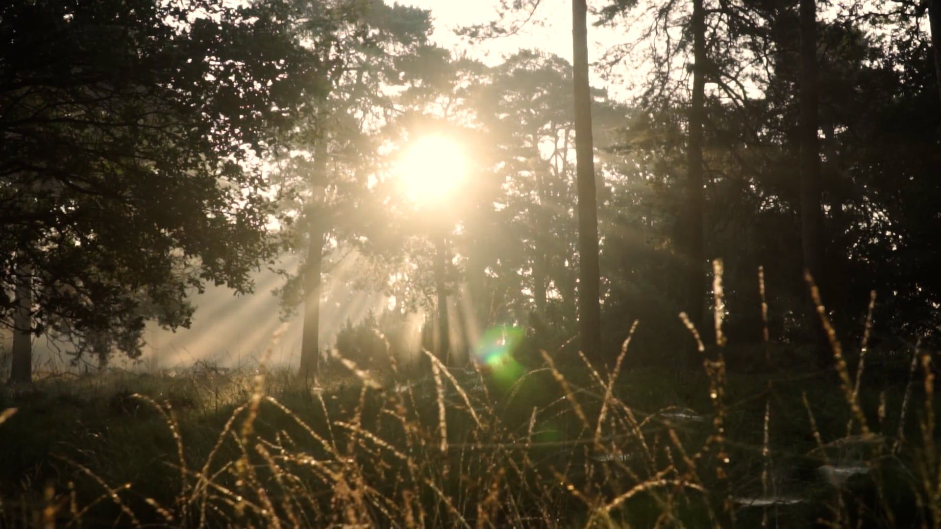 Landscape with Sun Shining in Forest at Sunrise Free Stock Video ...