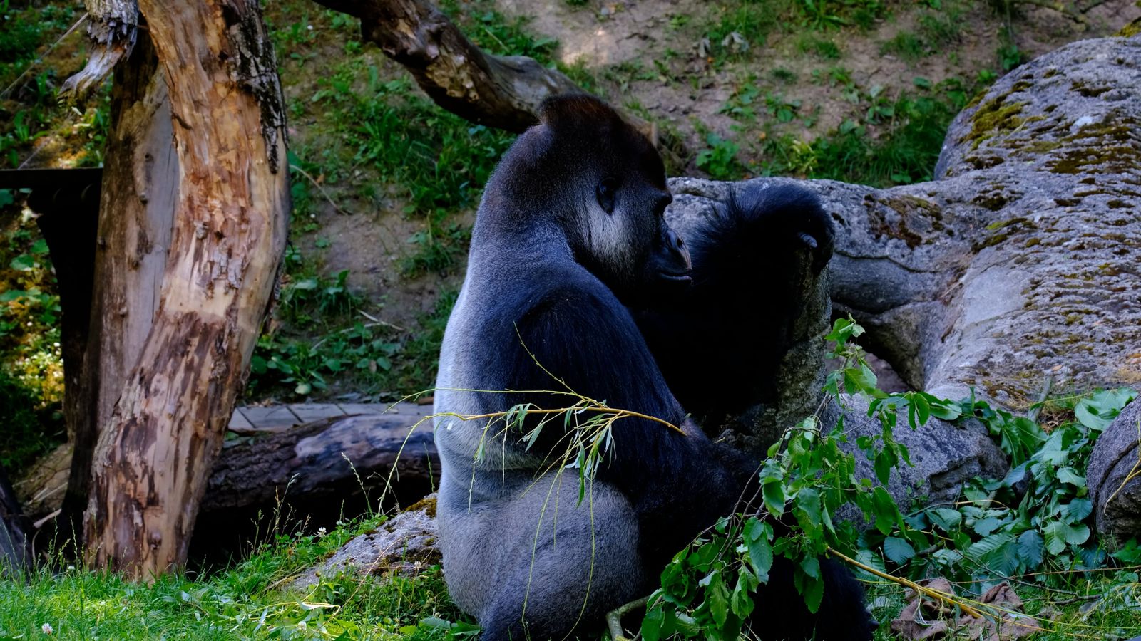 Gorilla Dance Videos, Download The BEST Free 4k Stock Video Footage ...