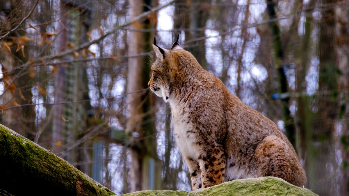Lynx Videos, Download The BEST Free 4k Stock Video Footage & Lynx HD ...