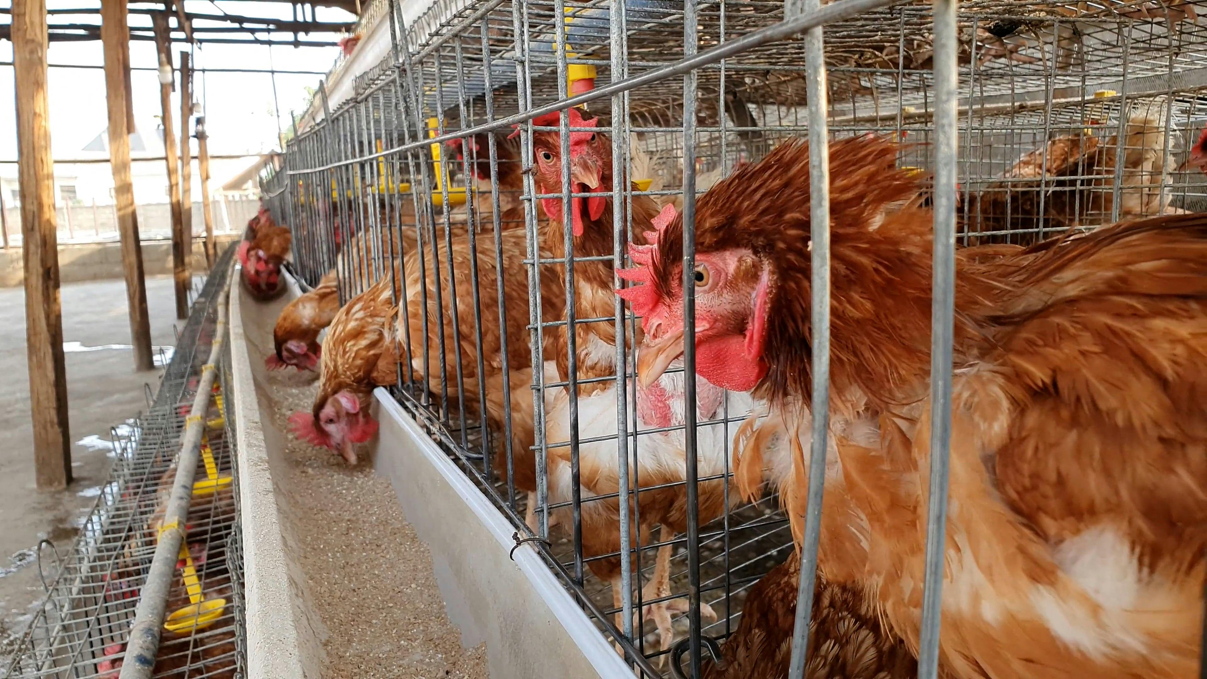 Chicken in Cages on Farm Free Stock Video Footage, Royalty-Free 4K & HD ...