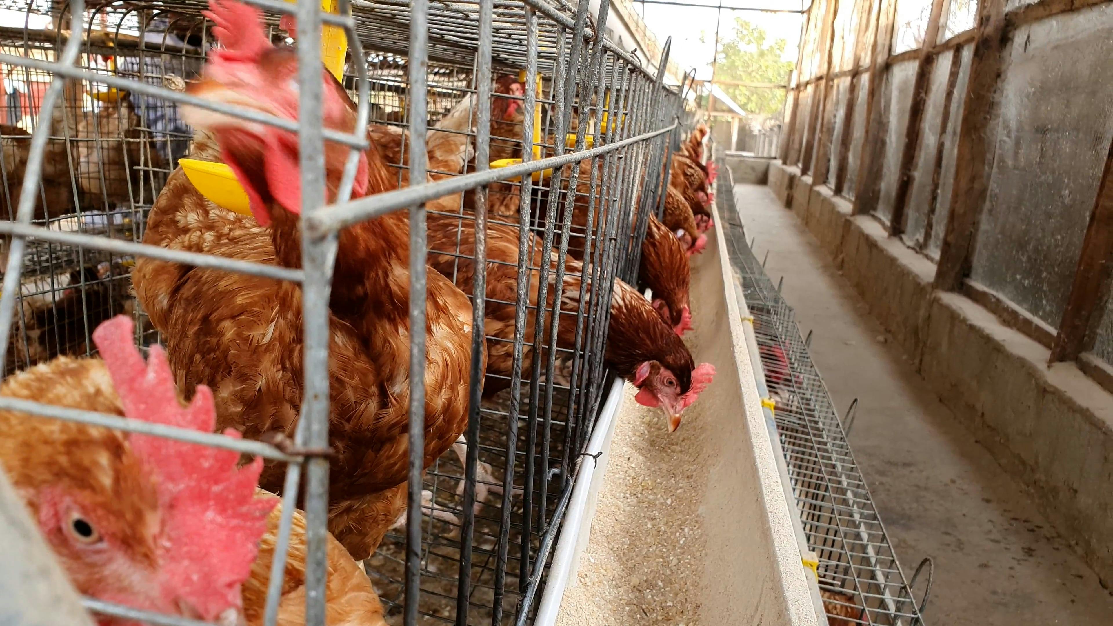 Feeding Newly Hatch Chicks To Be Grown As Poultry Free Stock Video ...