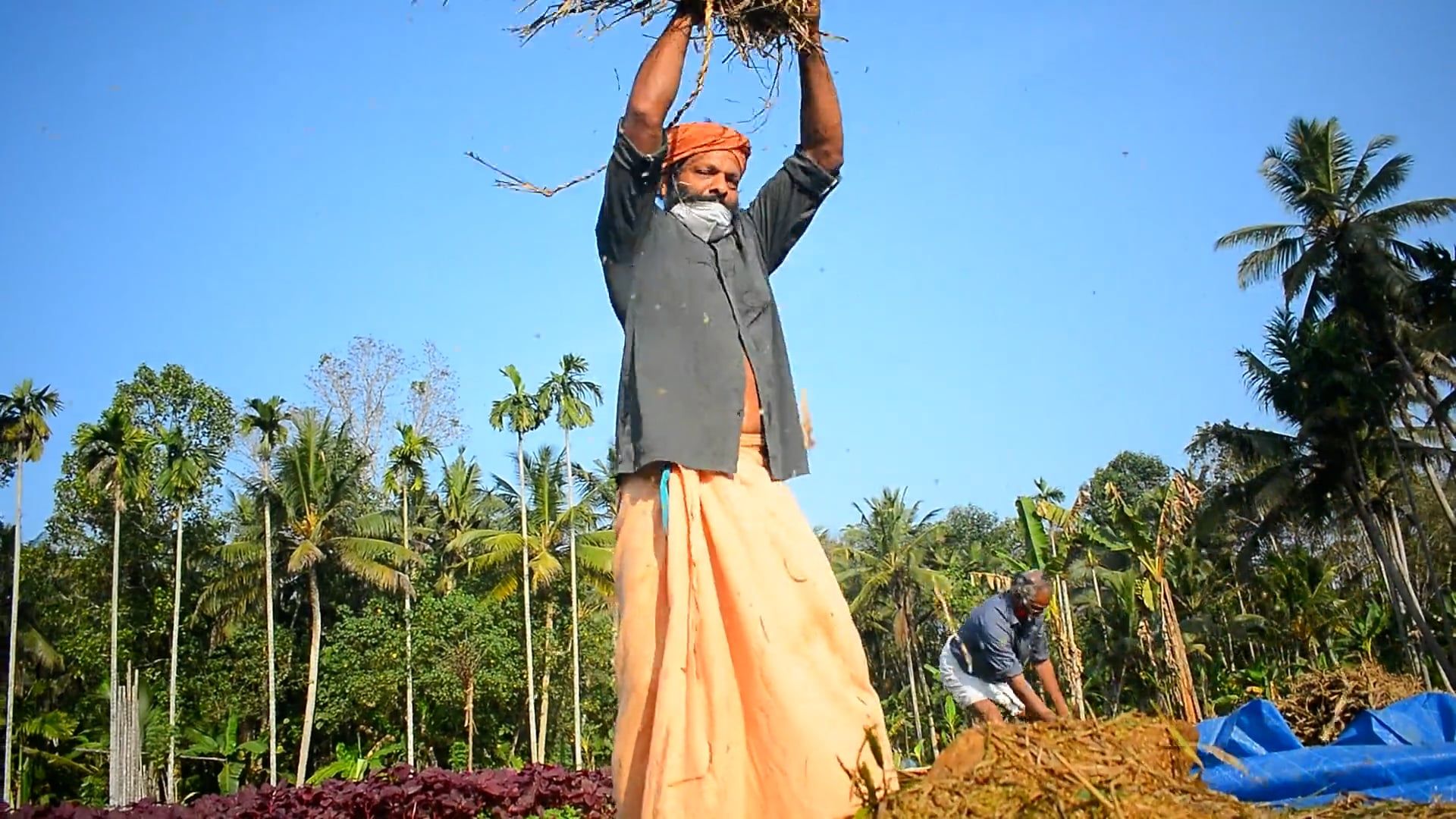 Ginger Farmer Videos, Download The BEST Free 4k Stock Video Footage ...
