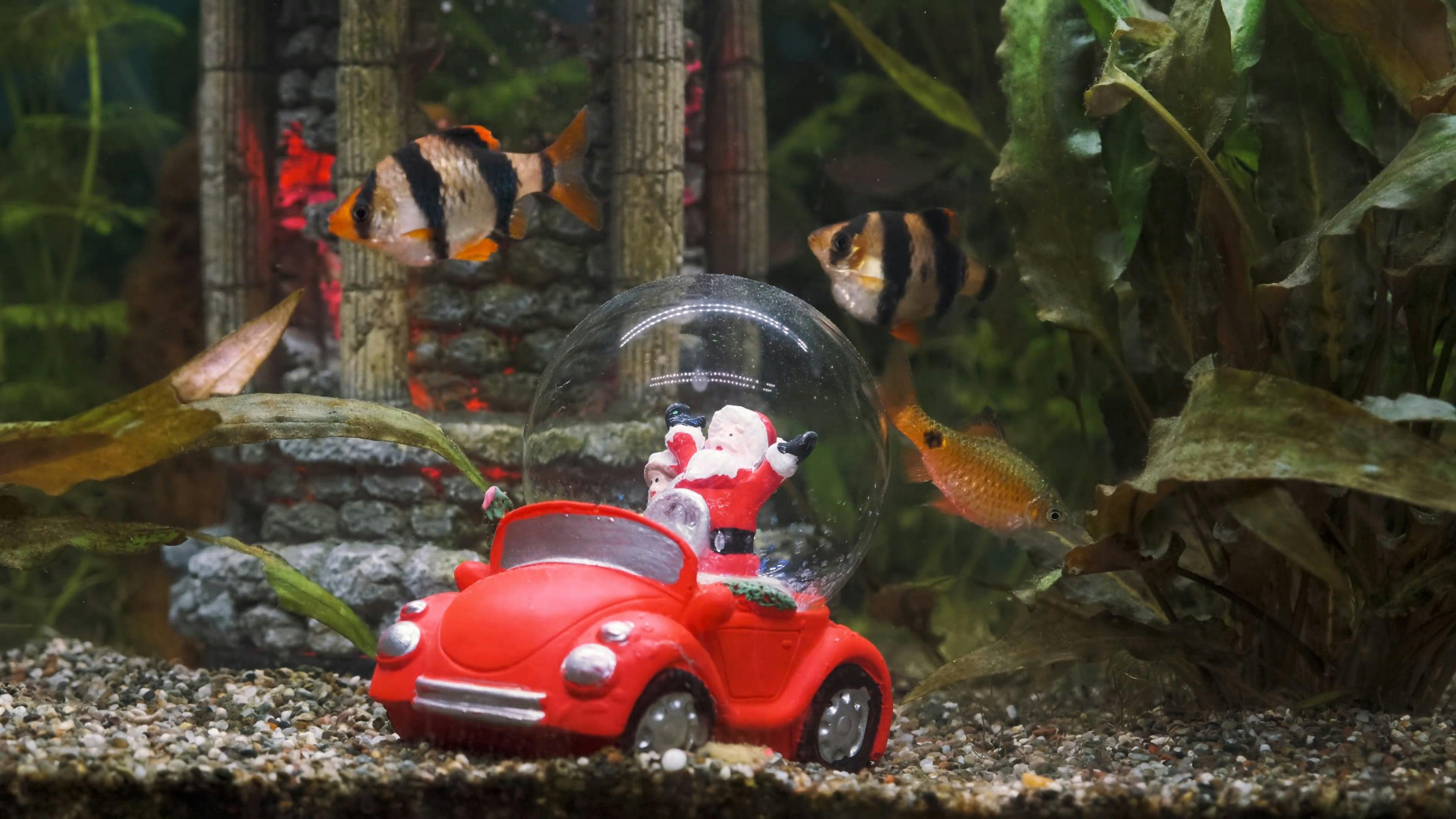 Santa Claus Figurine in Fish Tank Free Stock Video Footage, Royalty ...