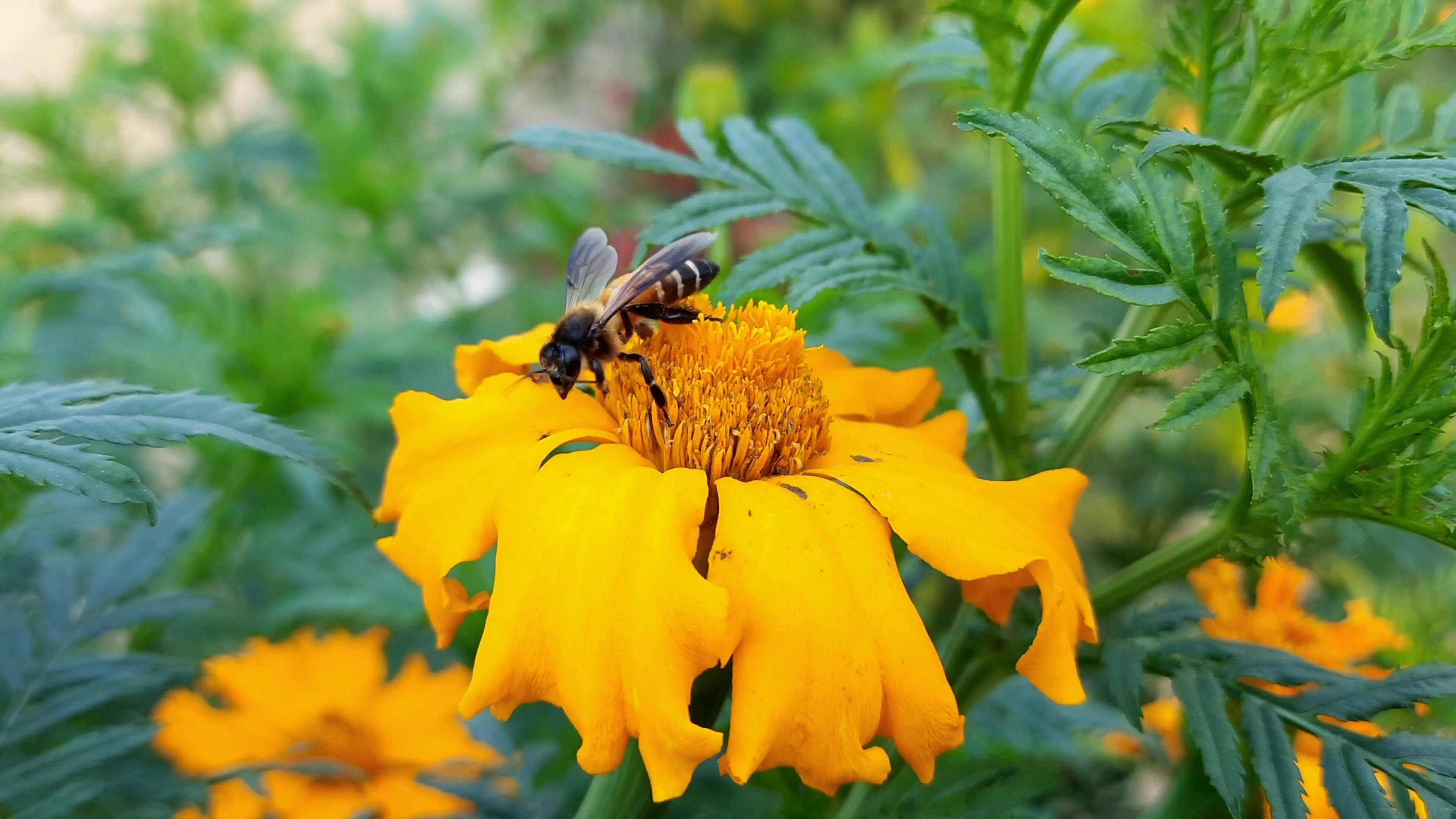 Pollen Covered Videos, Download The BEST Free 4k Stock Video Footage ...