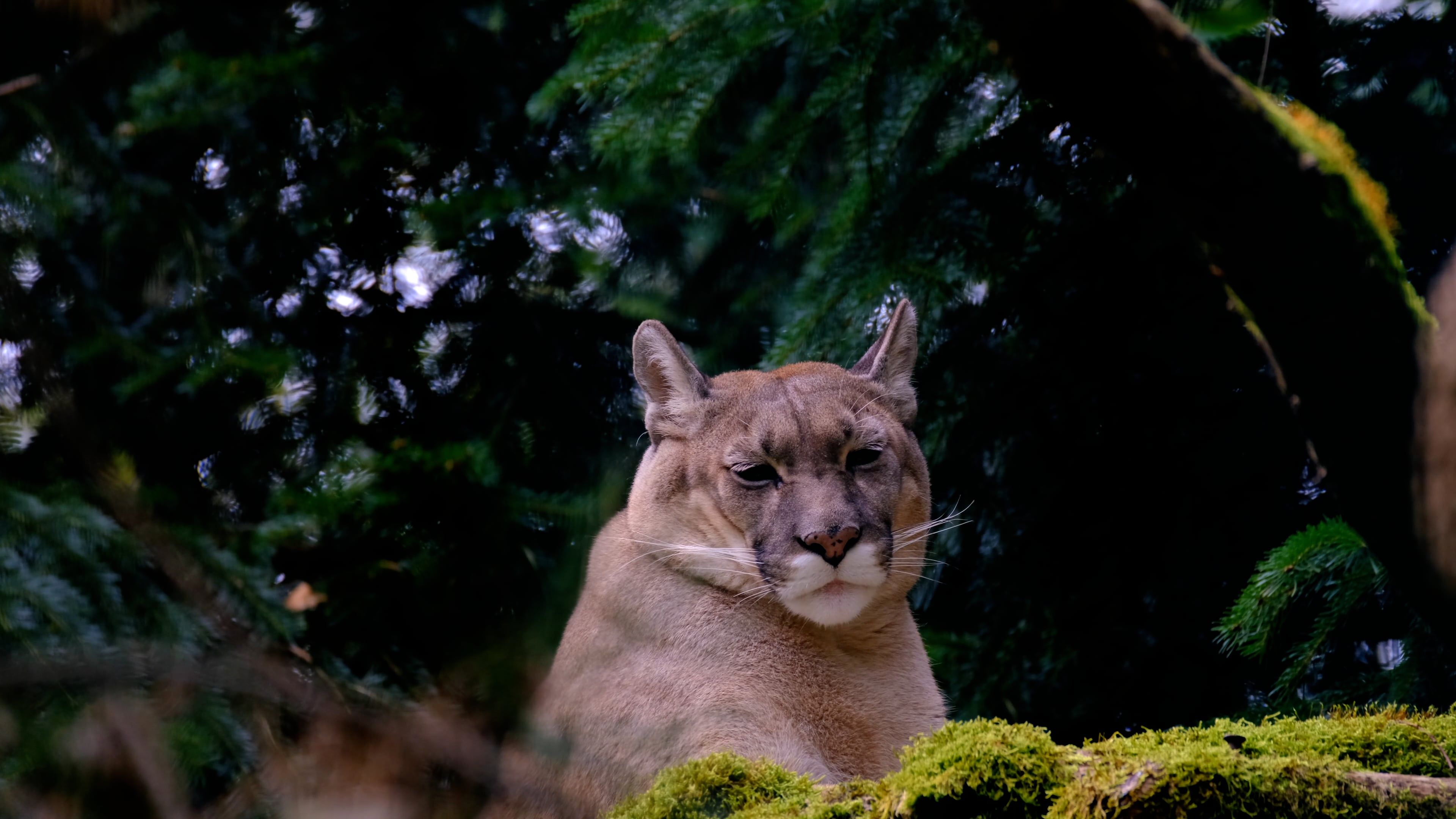 Puma Videos, Download The BEST Free 4k Stock Video Footage & Puma HD ...