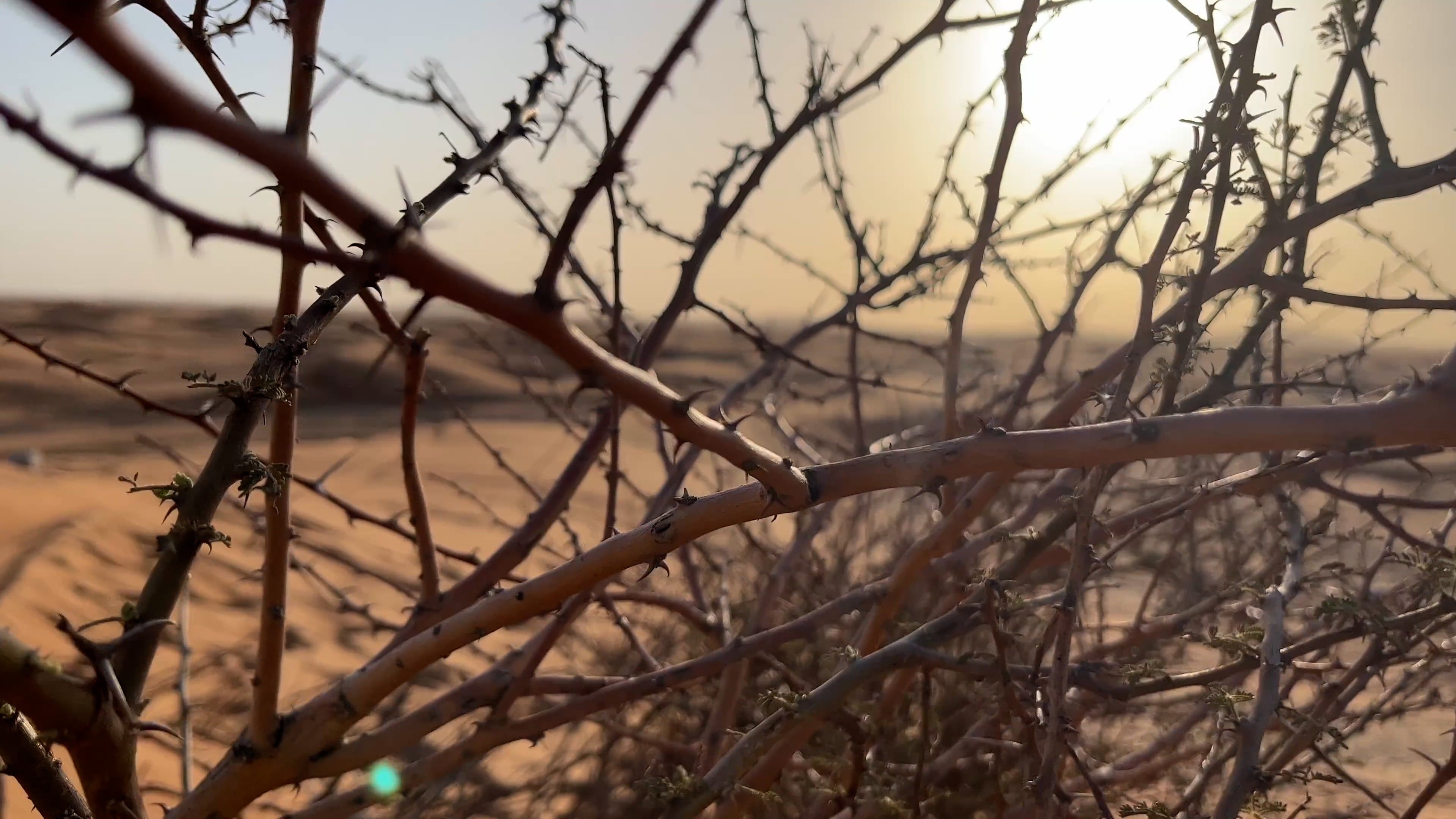 Bush with Thorns in Desert Free Stock Video Footage, Royalty-Free 4K ...