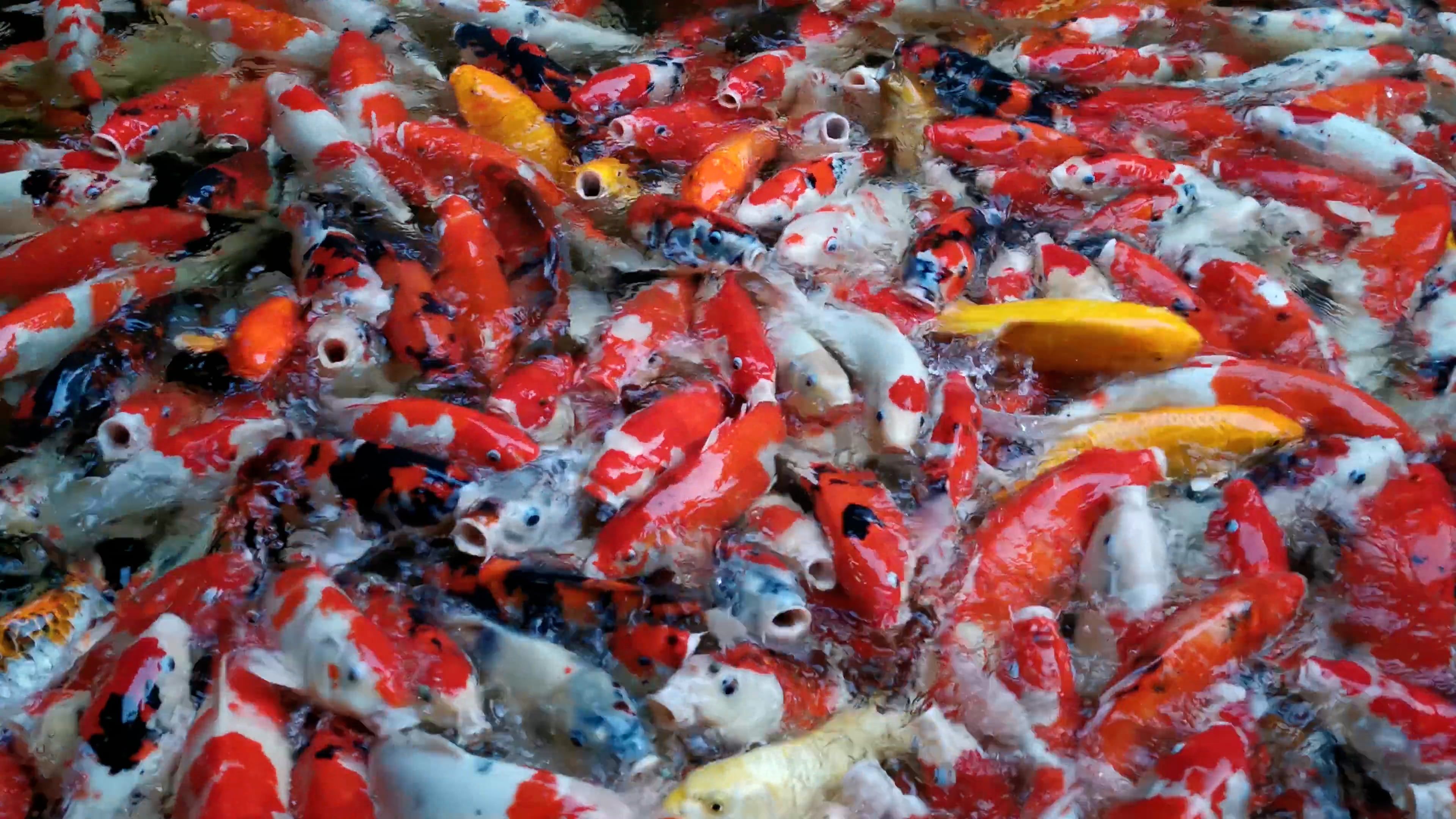 View of Fish Farm Free Stock Video Footage, Royalty-Free 4K & HD Video Clip