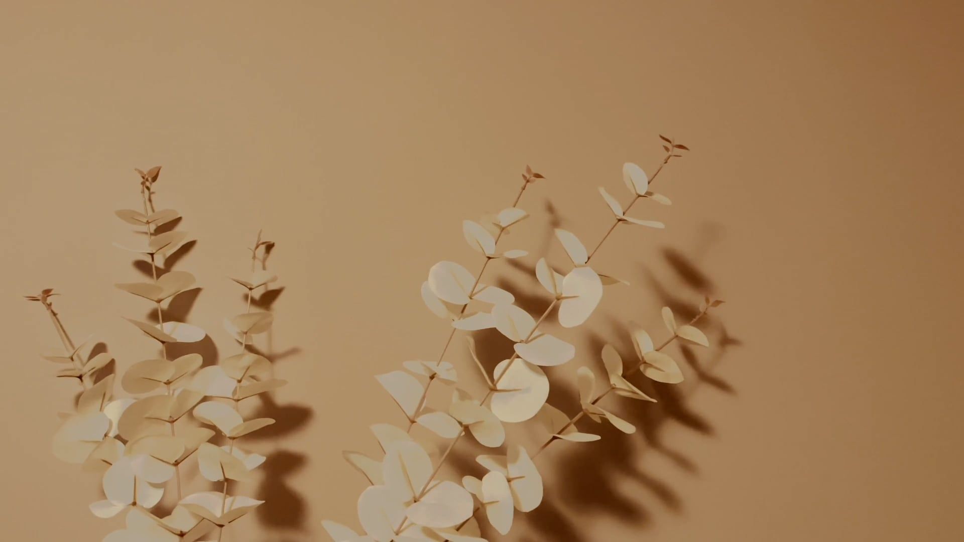 Close up Shot of a Decorative Plant with Beige Leaves Free Stock Video ...