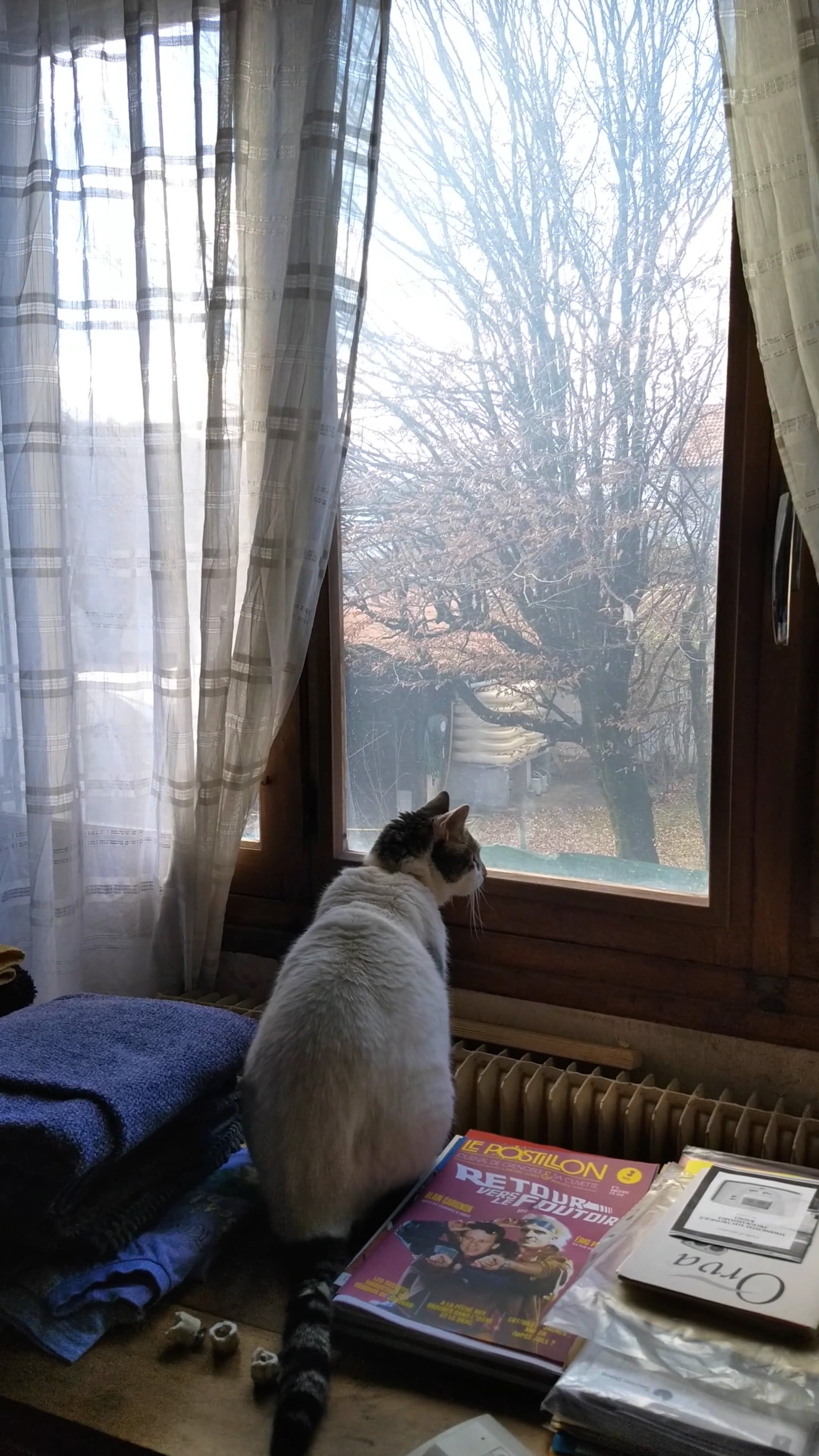 Cat Back View Videos, Download The BEST Free 4k Stock Video Footage ...