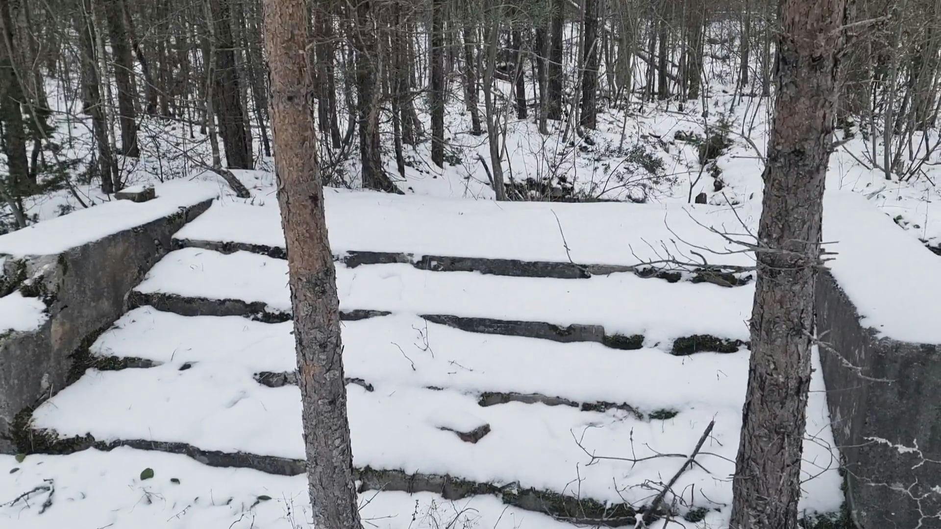 Serene Snow-Covered Winter Forest Scene Free Stock Video Footage ...