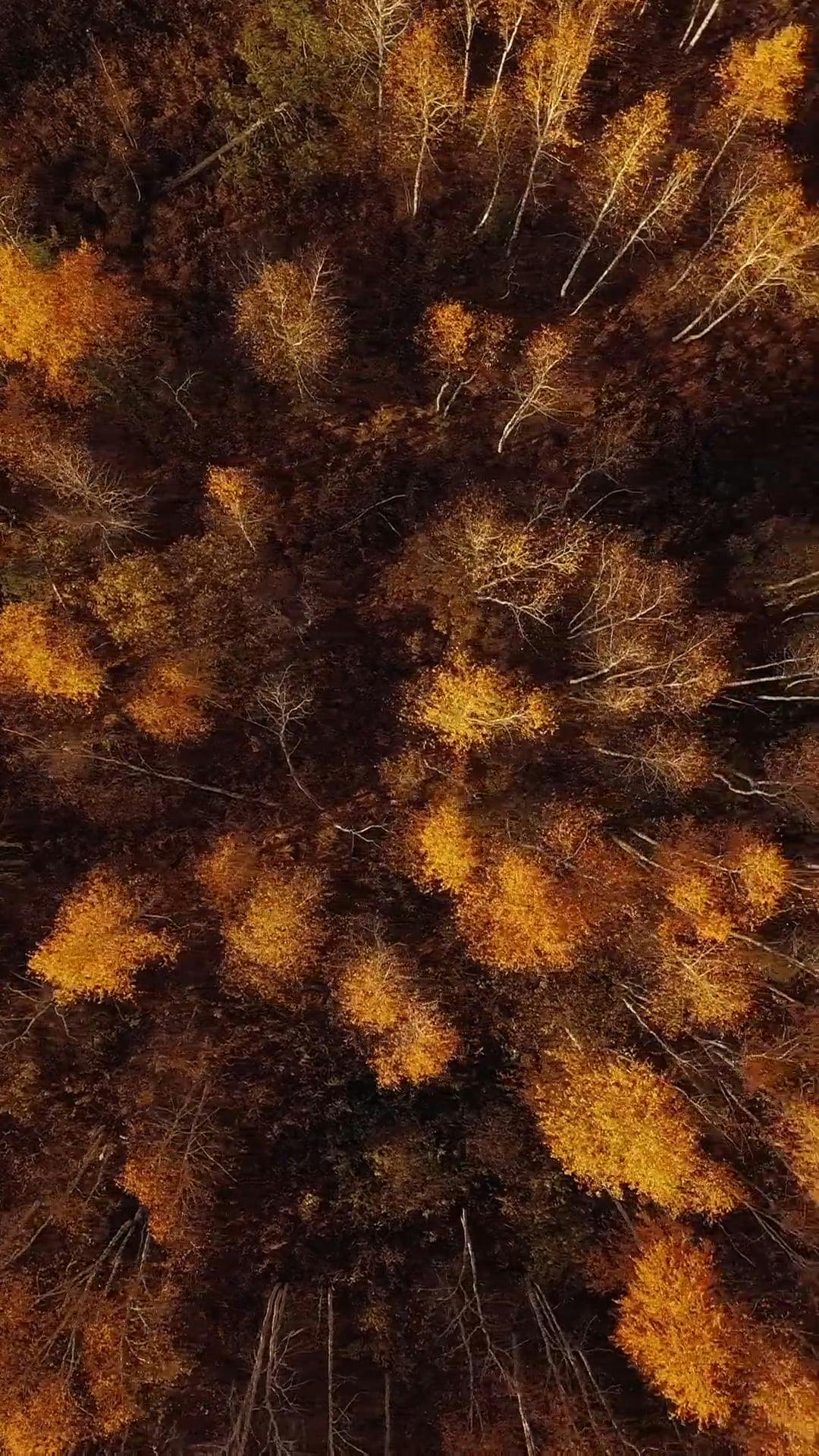 Bright Autumn Colors Free Stock Video Footage, Royalty-Free 4K & HD ...