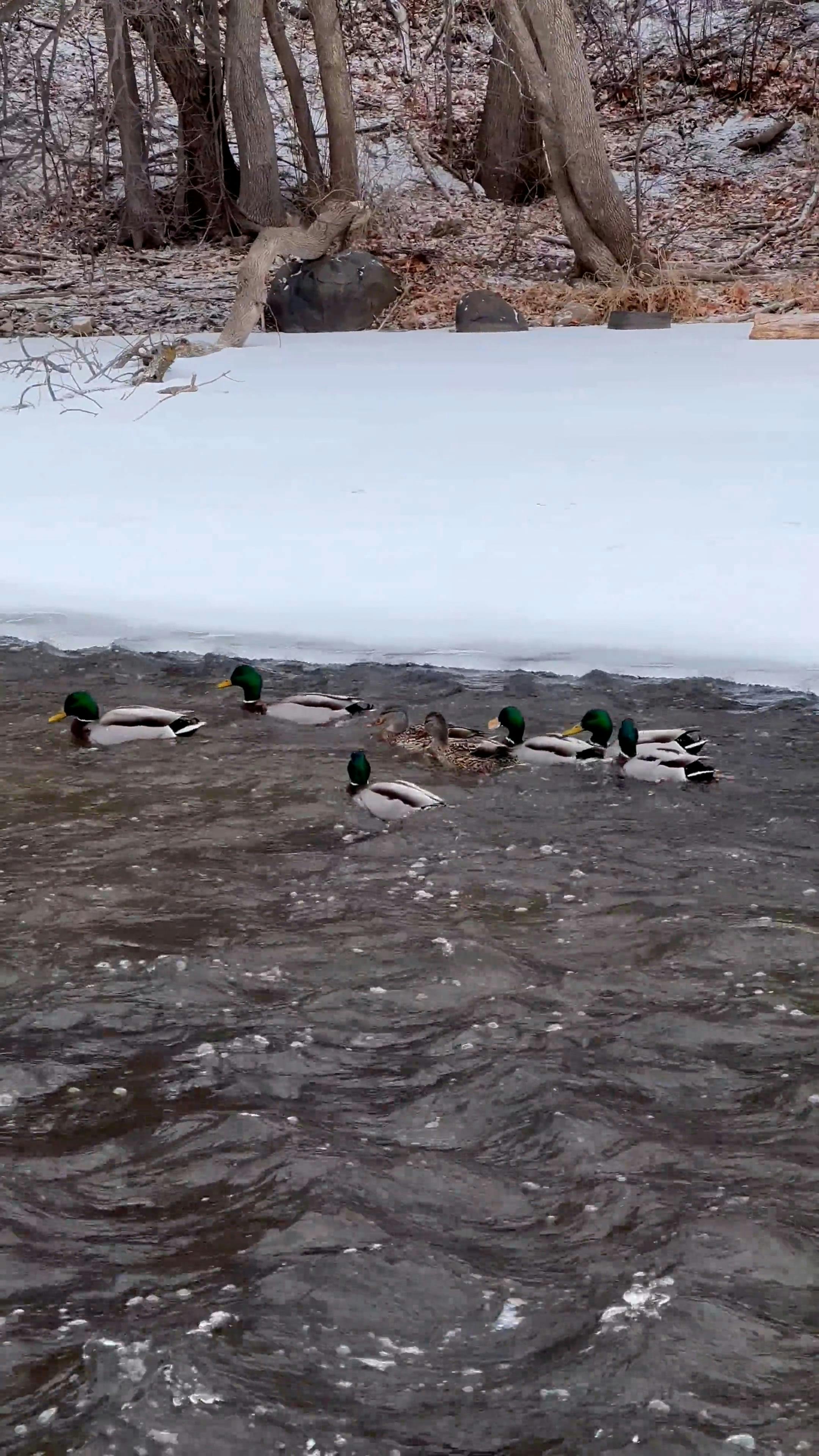 Swimming Upstream Videos, Download The BEST Free 4k Stock Video Footage ...